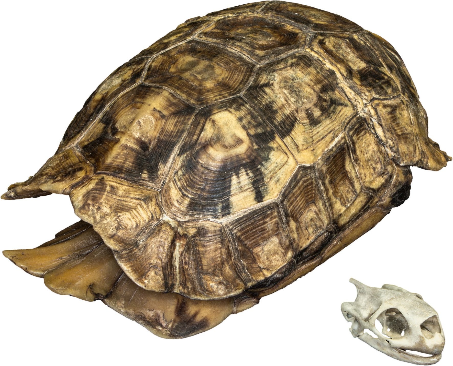 Real Hinge-back Tortoise Shell and Skull For Sale — Skulls Unlimited ...