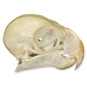 Real Cockatiel Bird Skull — Skulls Unlimited International, Inc.