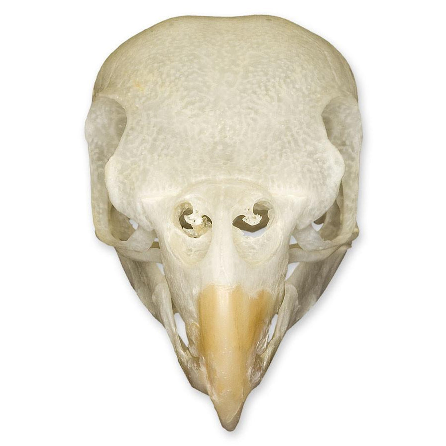 Real Cockatiel Bird Skull — Skulls Unlimited International, Inc.