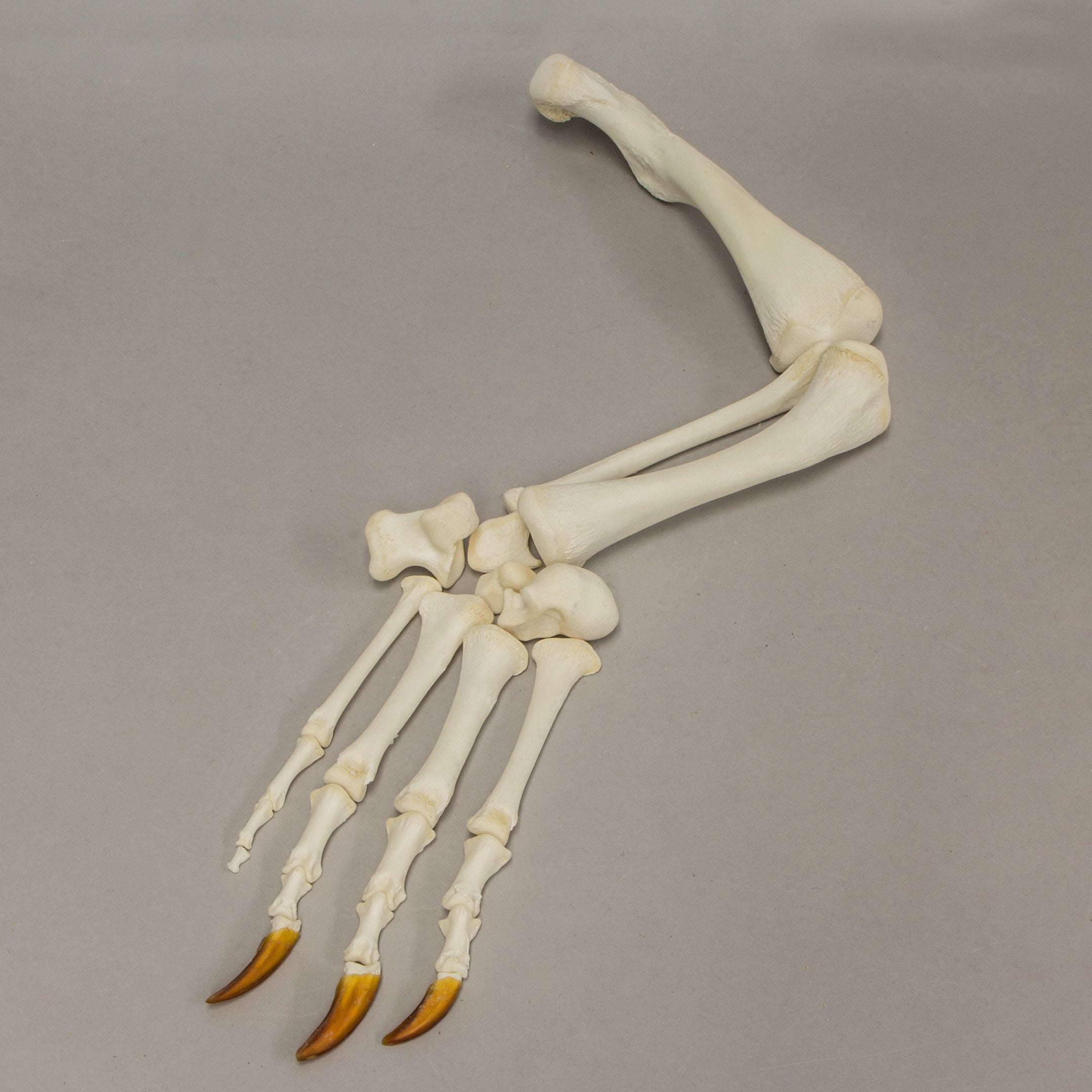 Real Human Skeleton Leg