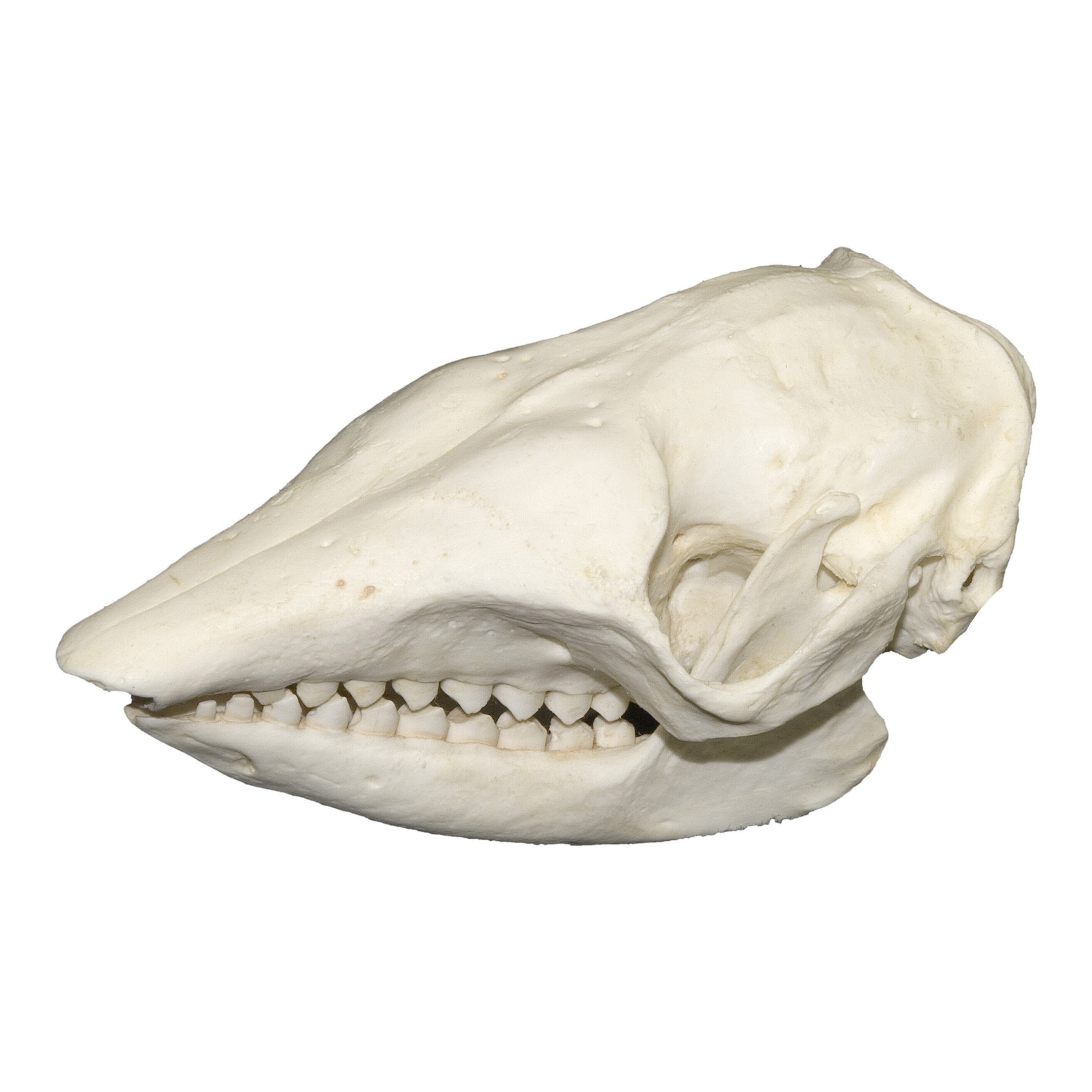 North American Armadillo Animal Skulls