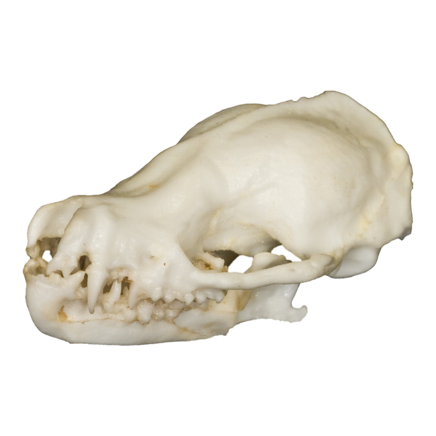 Replica Bat Skull — Skulls Unlimited International, Inc.
