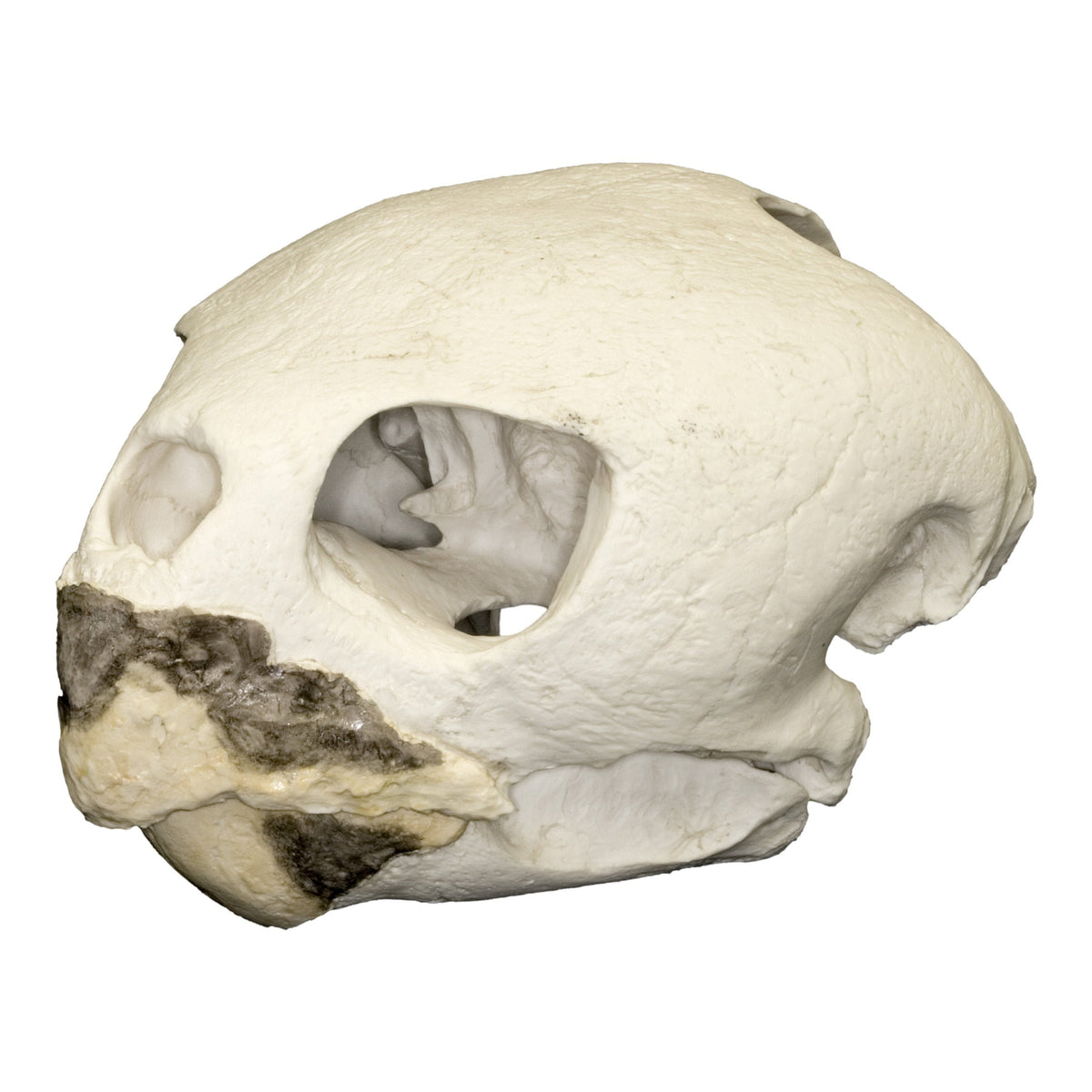 Replica Loggerhead Sea Turtle Skull — Skulls Unlimited International, Inc.