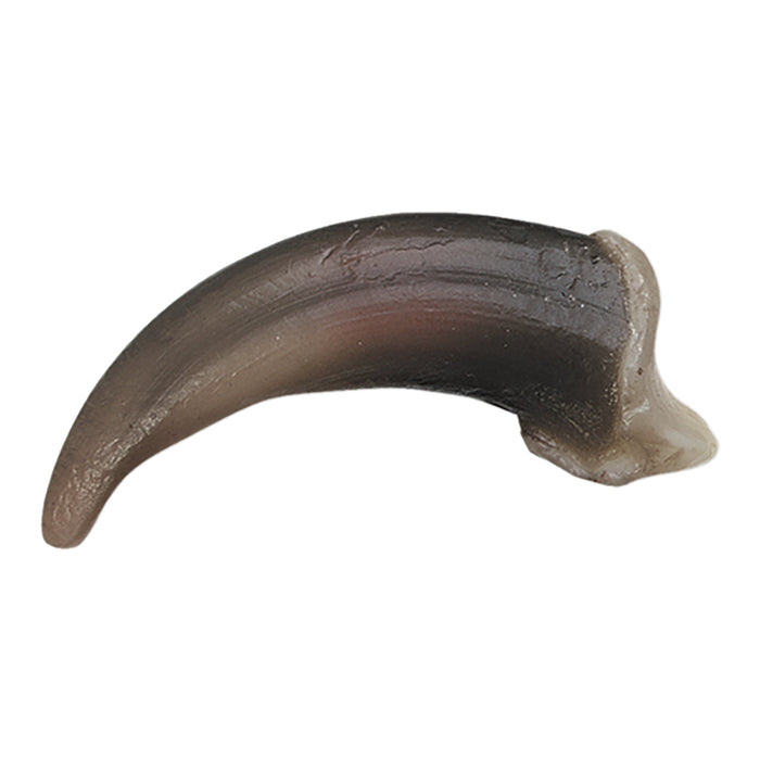 Replica Gray Wolf Claw For Sale — Skulls Unlimited International, Inc.