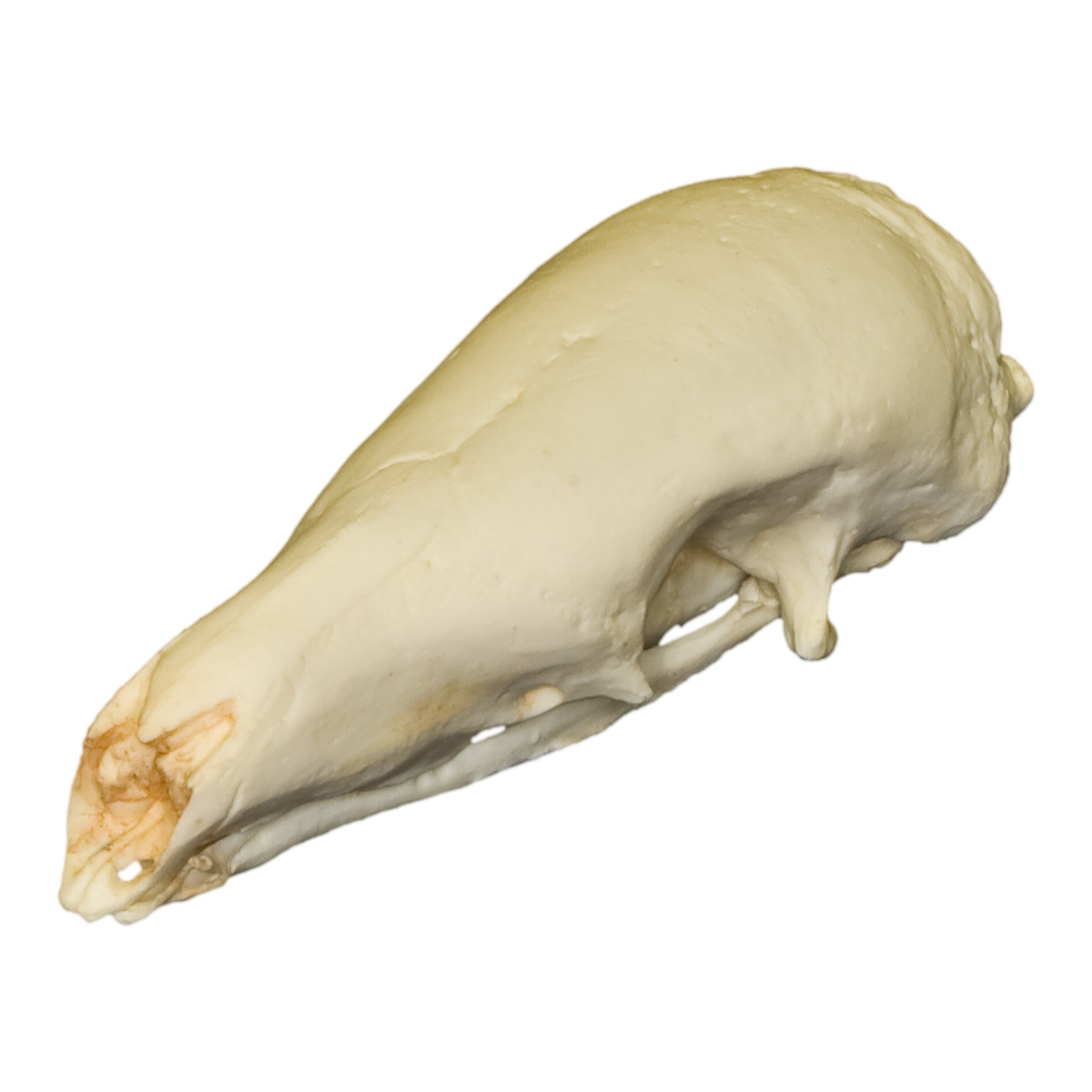 Giant Pangolin Skull