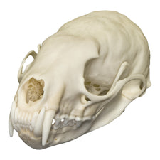 Real American Marten Skull For Sale — Skulls Unlimited International, Inc.