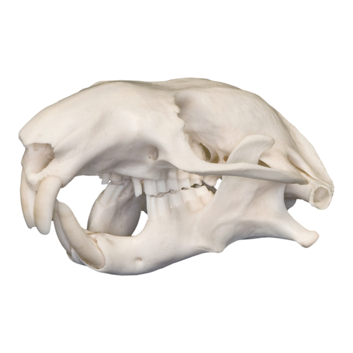 Real Mountain Beaver Skull For Sale — Skulls Unlimited International, Inc.