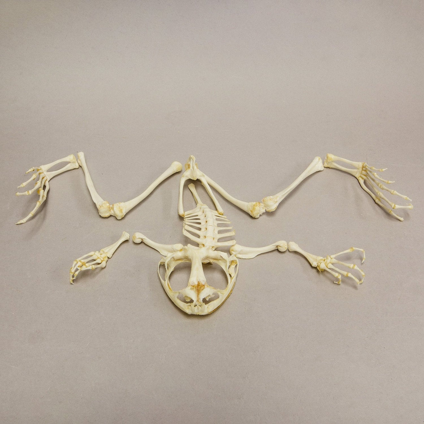 Real Giant Slippery Frog Skeleton For Sale — Skulls Unlimited ...