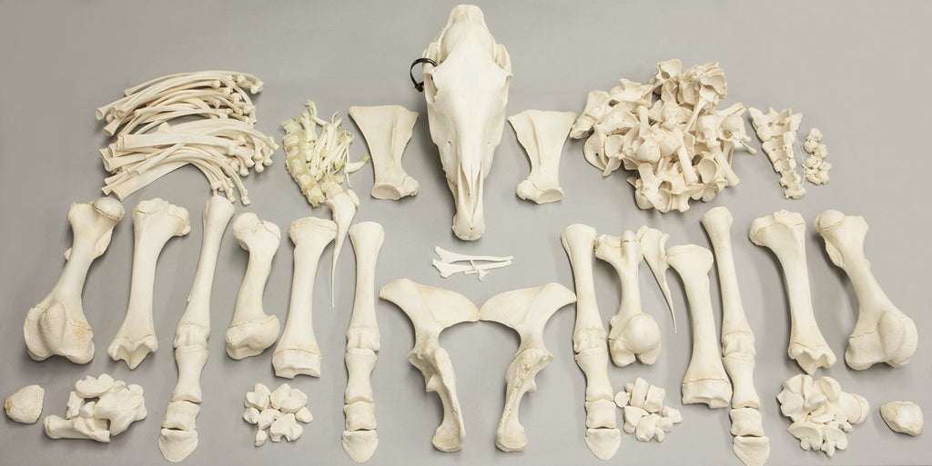 equine bones