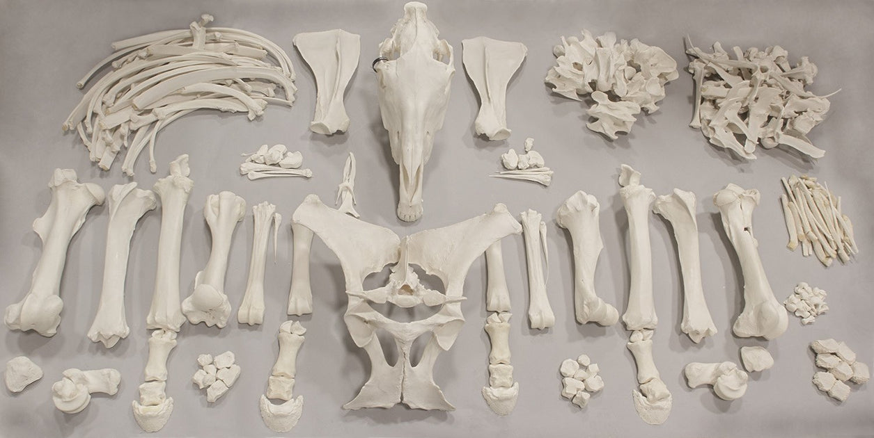 Real Horse Skeleton - Disarticulated — Skulls Unlimited International, Inc.