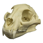 Replica Ocelot Skull — Skulls Unlimited International, Inc.