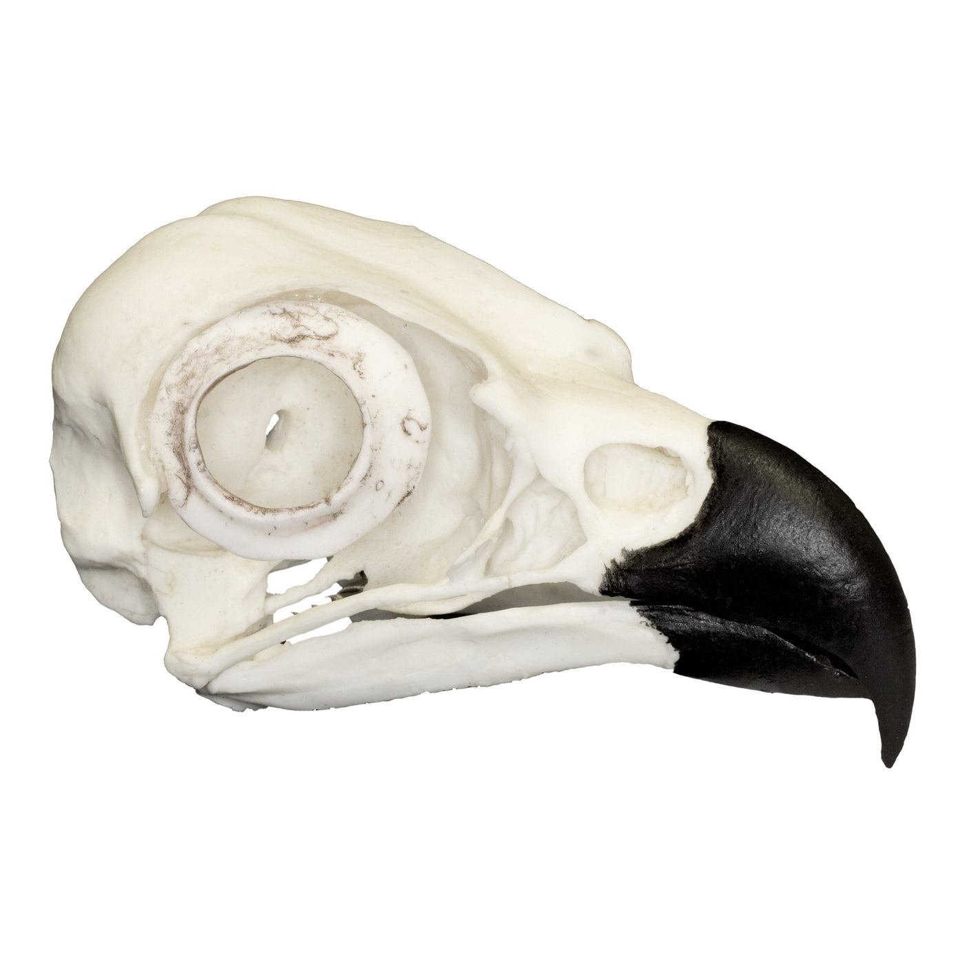 Replica Osprey Skull For Sale — Skulls Unlimited International, Inc.