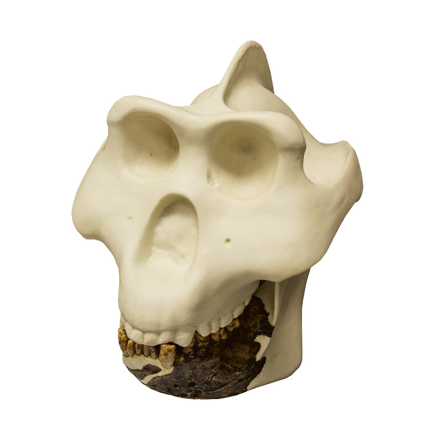 Replica Gigantopithecus Skull For Sale — Skulls Unlimited International ...