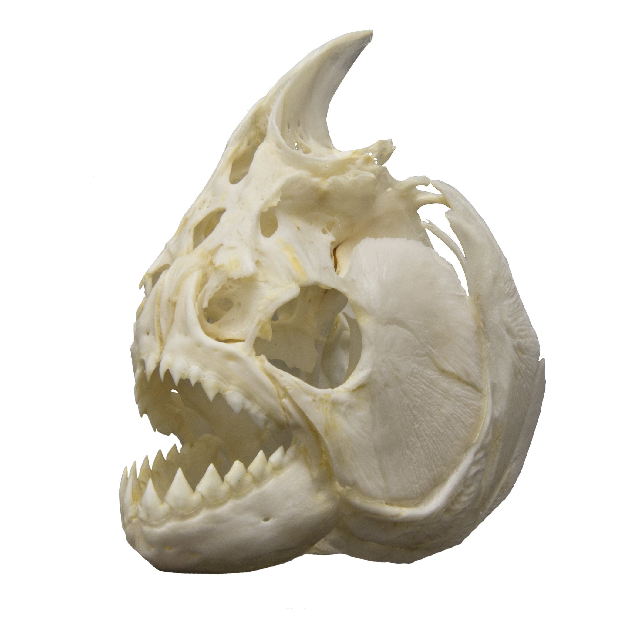 Real Piranha Skull For Sale — Skulls Unlimited International, Inc.