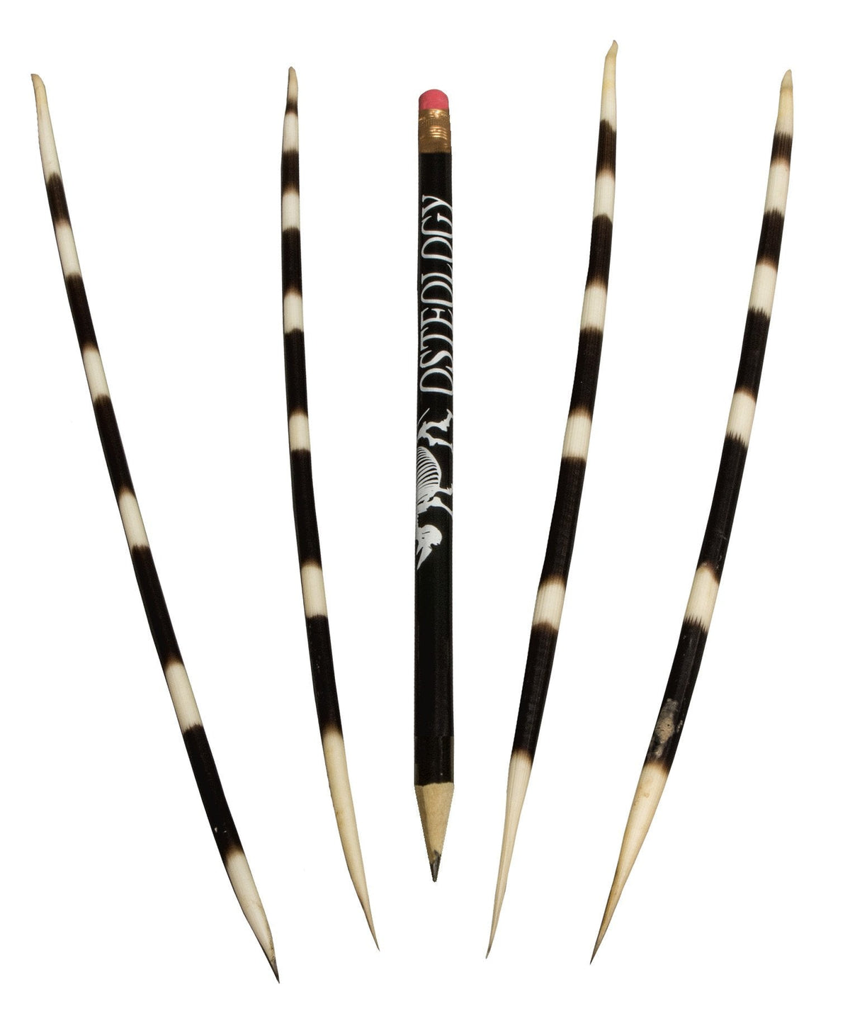 Real African Crested Porcupine Extra Large Quill For Sale — Skulls ...