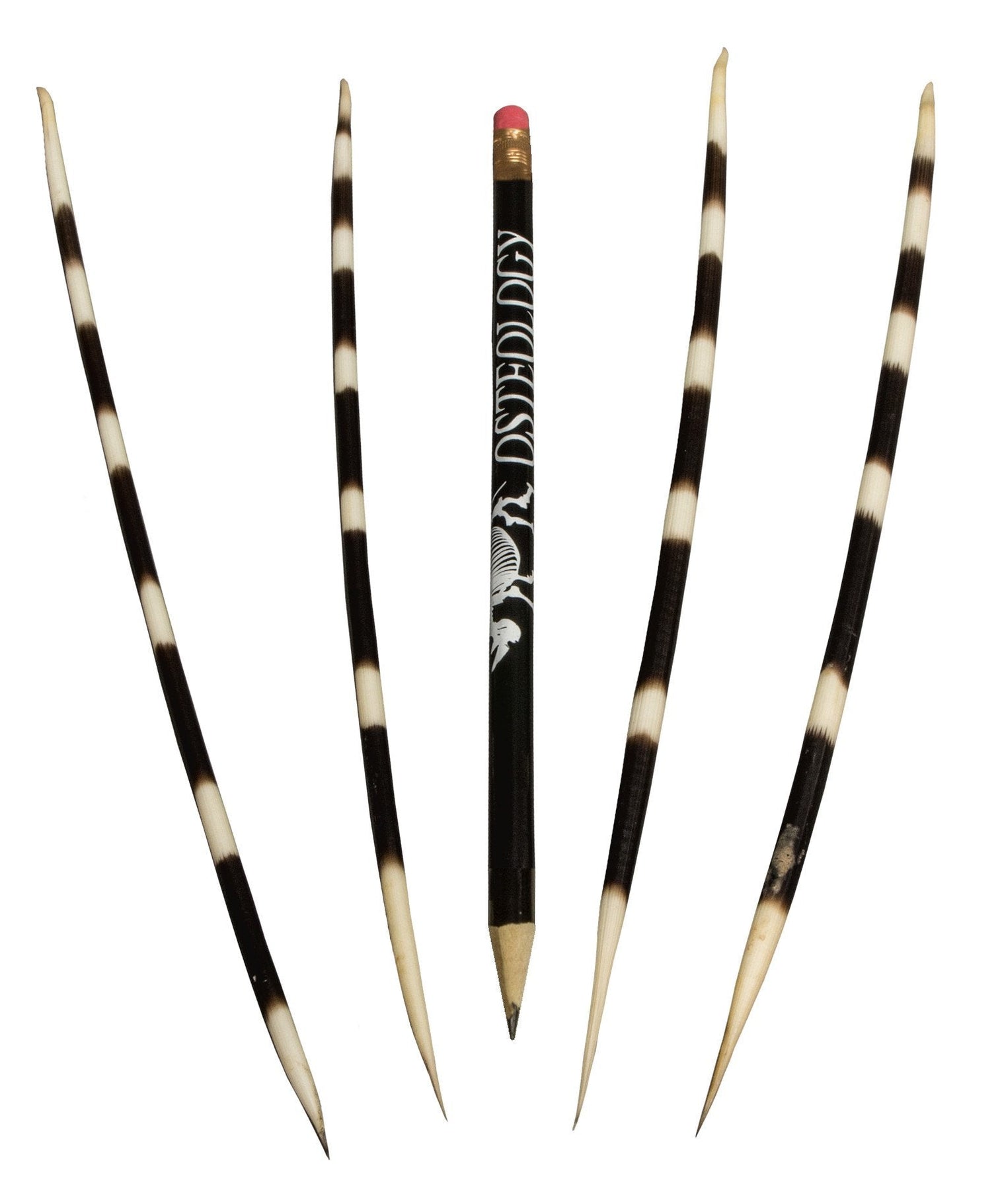 Real African Crested Porcupine Extra Large Quill For Sale — Skulls ...