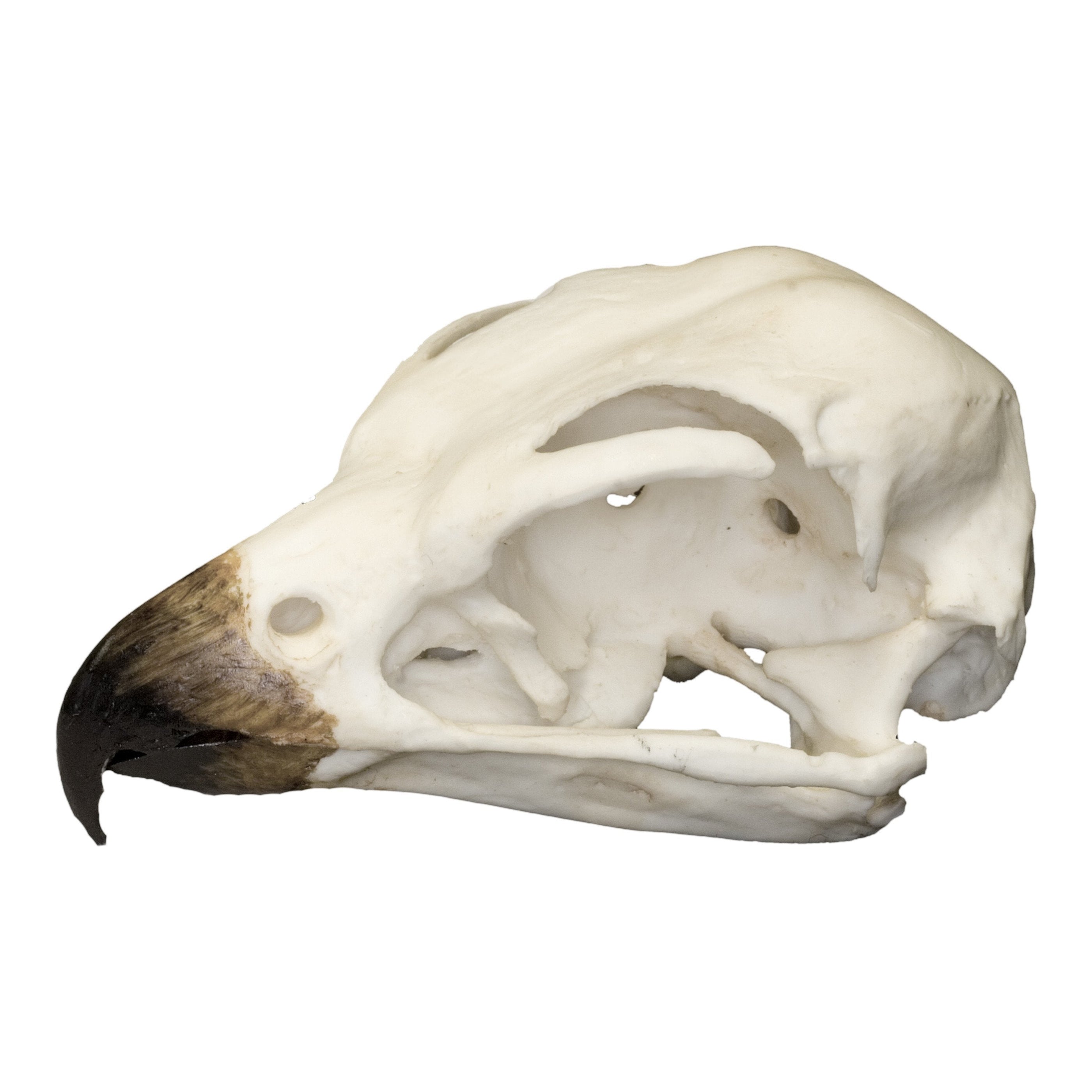 Replica Peregrine Falcon Skull — Skulls Unlimited International, Inc.