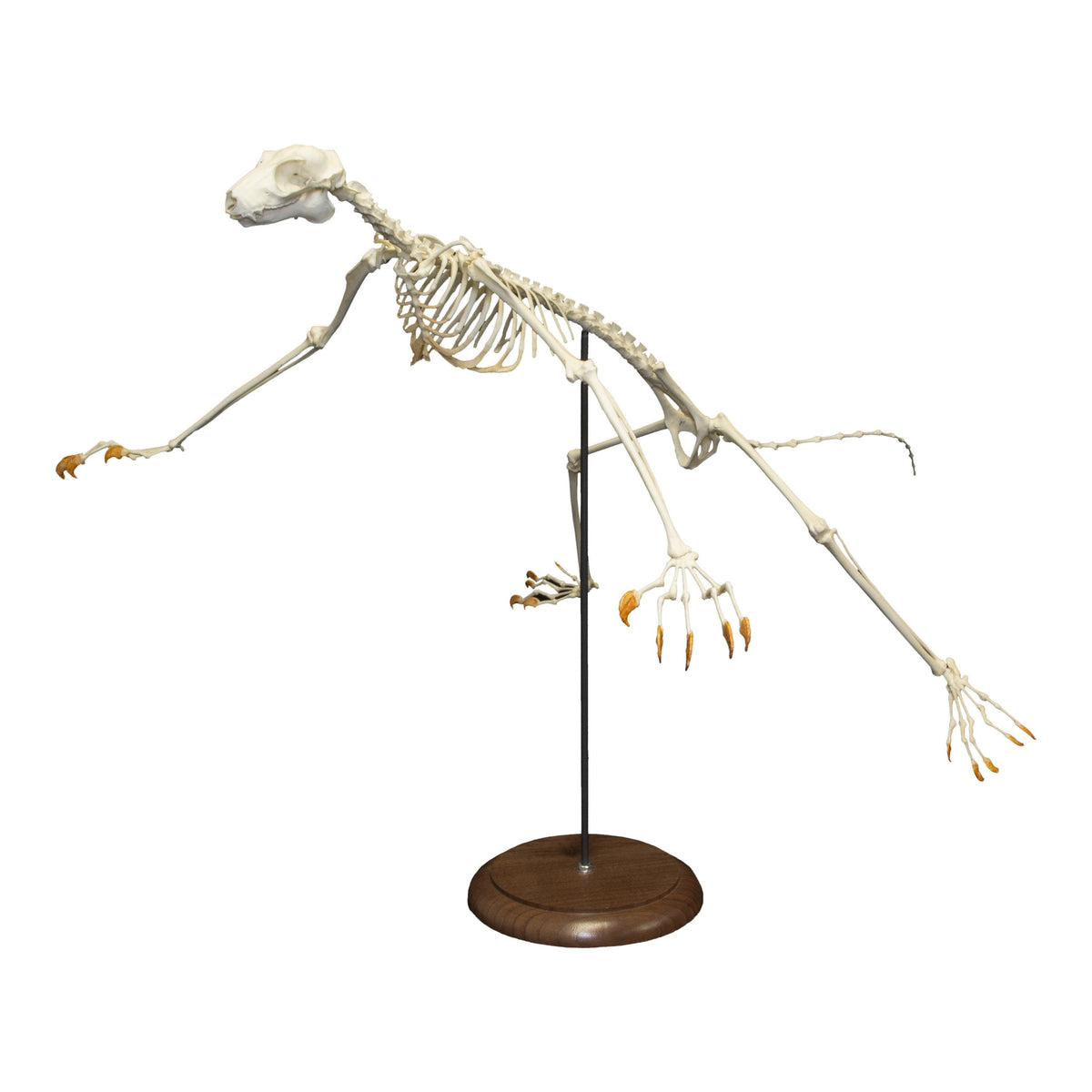 Replica Philippines Flying Lemur Skeleton (Articulated) — Skulls ...