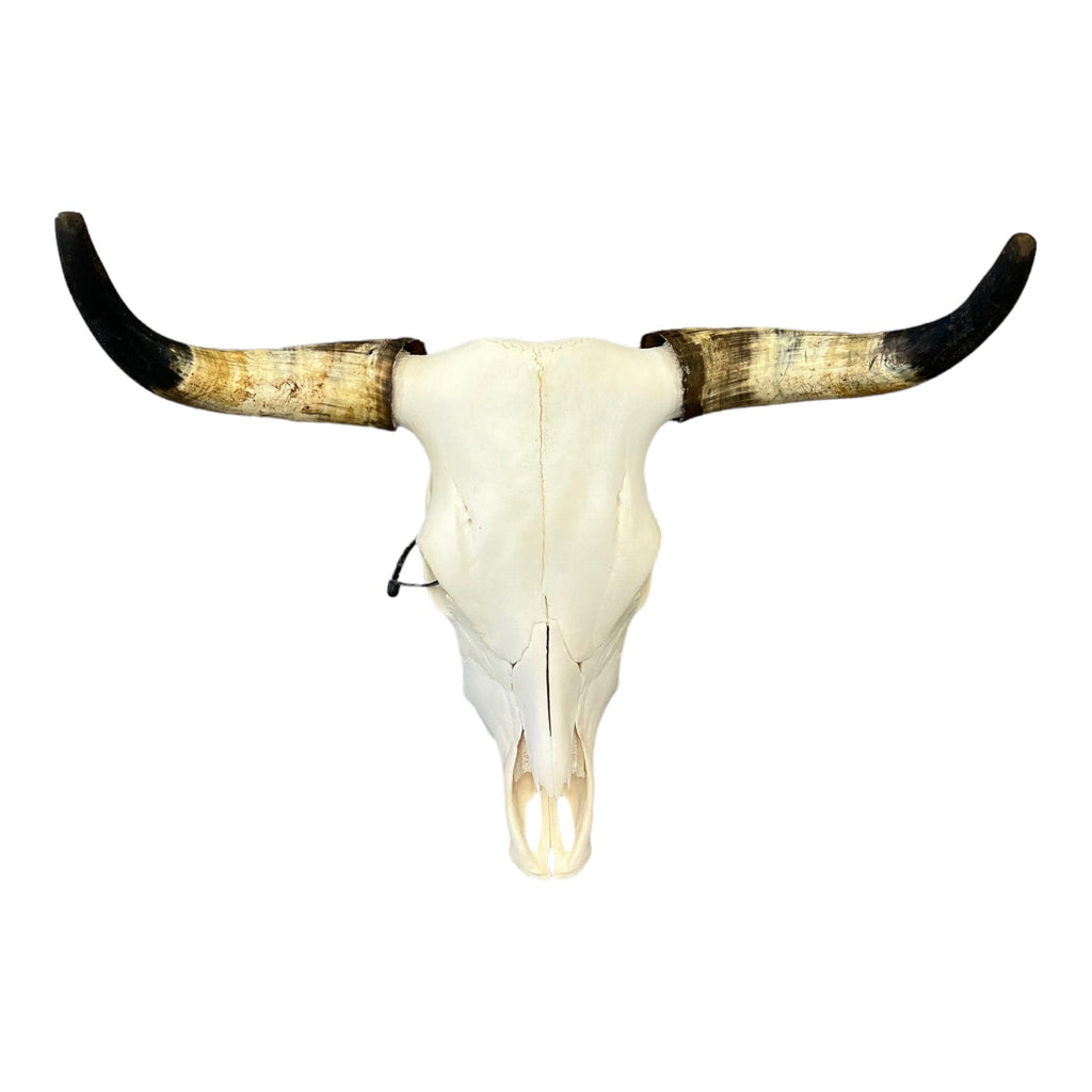 Longhorn Cattle Skull