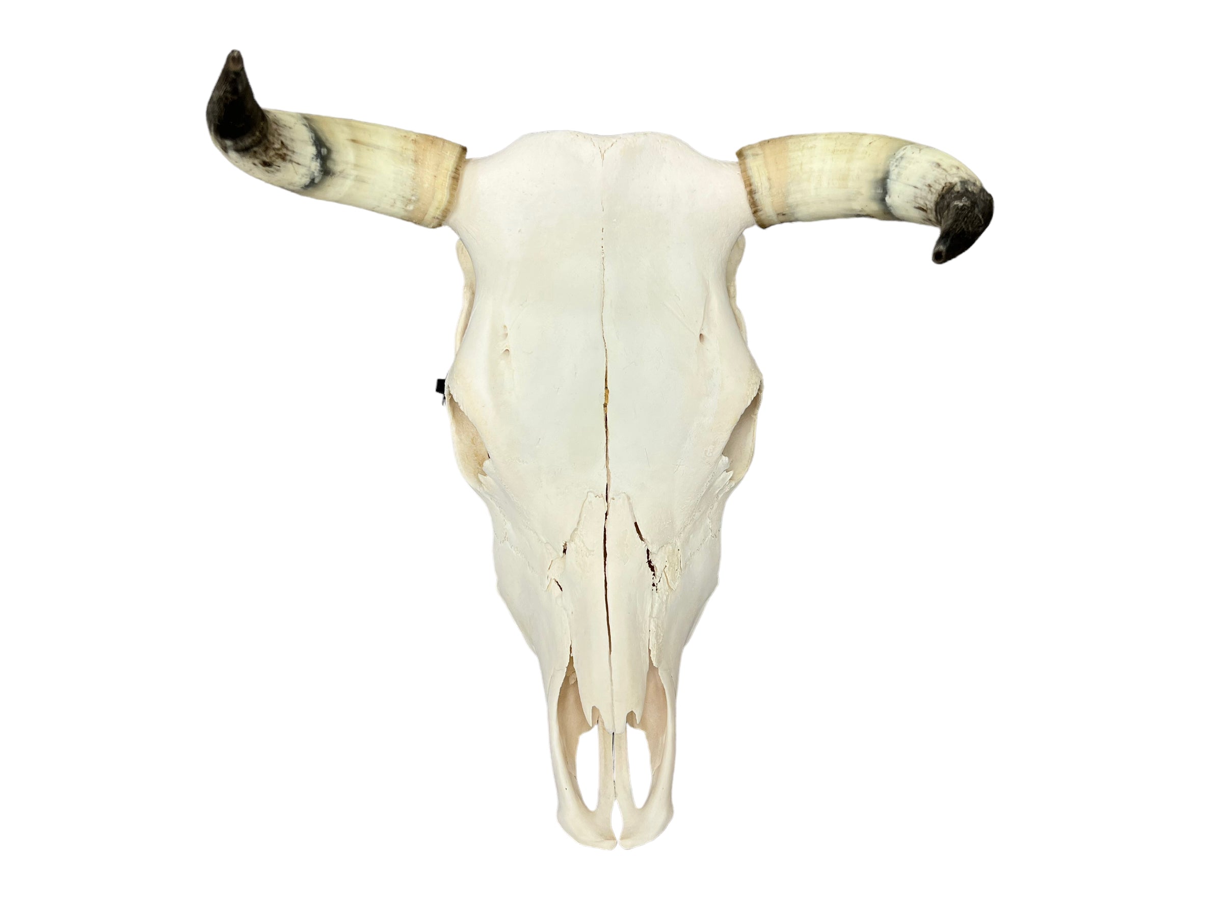 Bull Skull