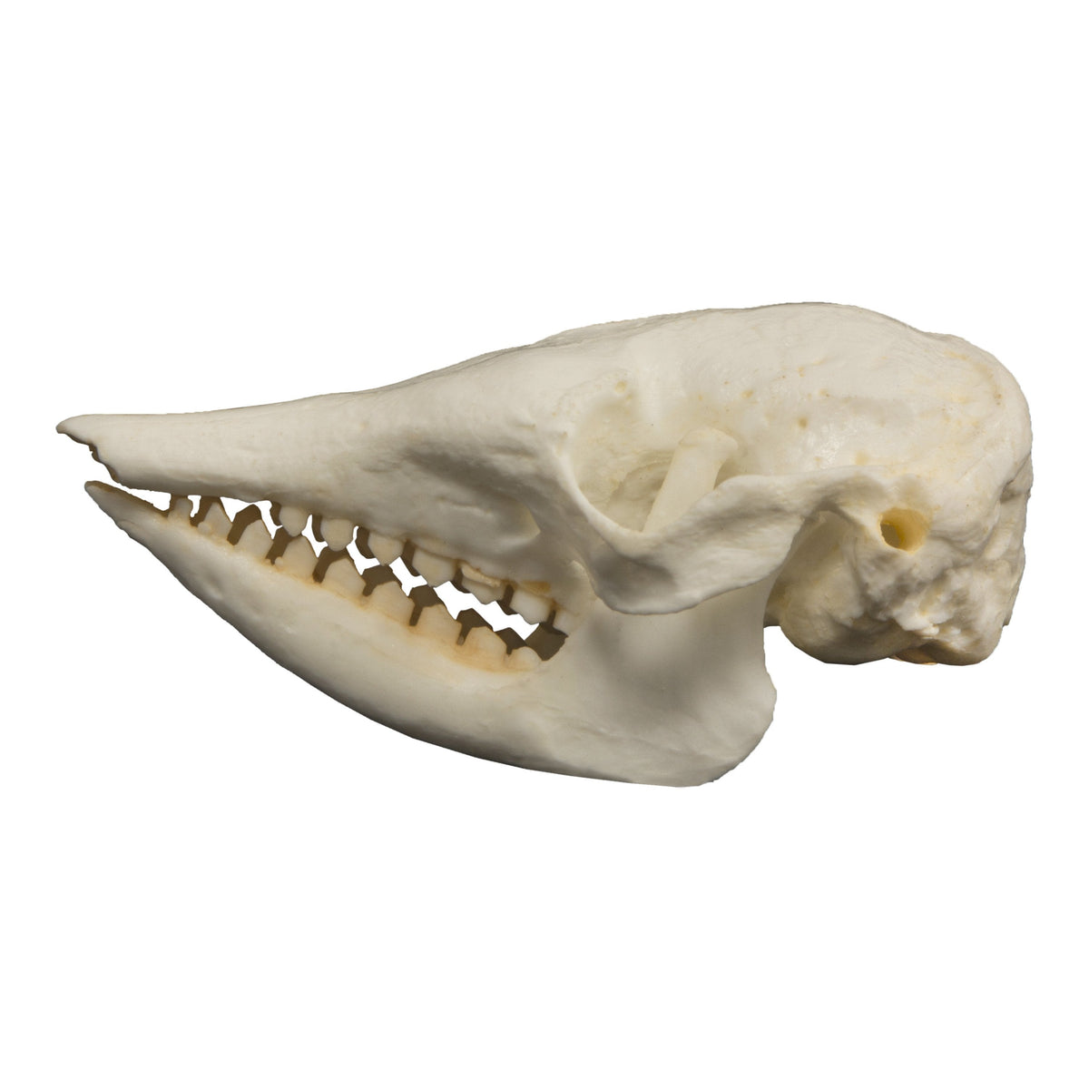 Replica Pichi Dwarf Armadillo Skull For Sale — Skulls Unlimited ...
