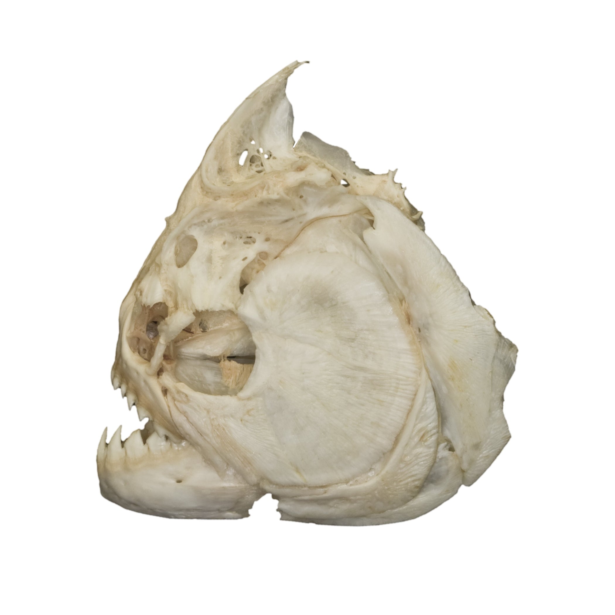 Real Piranha Skull For Sale — Skulls Unlimited International, Inc.