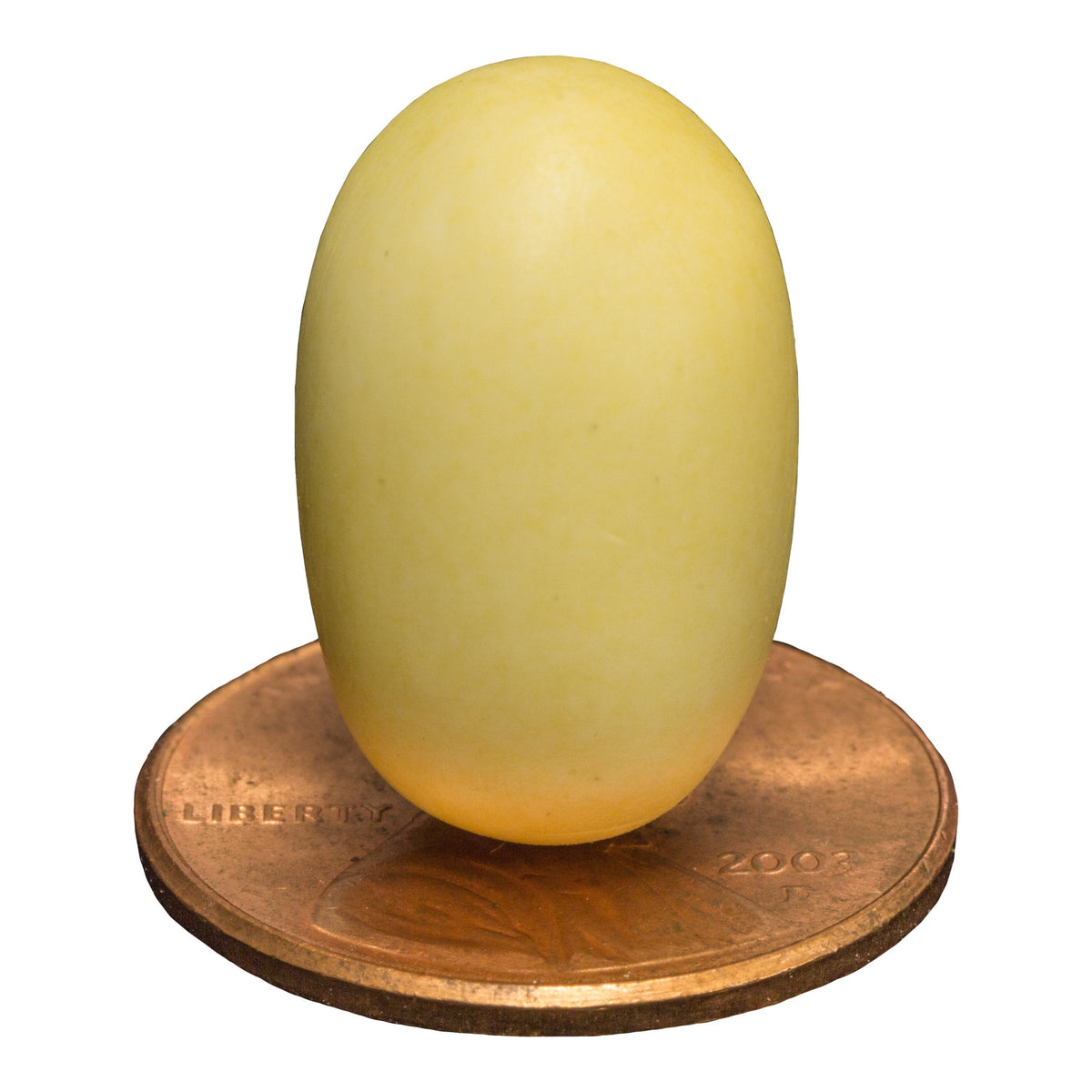 platypus bear egg