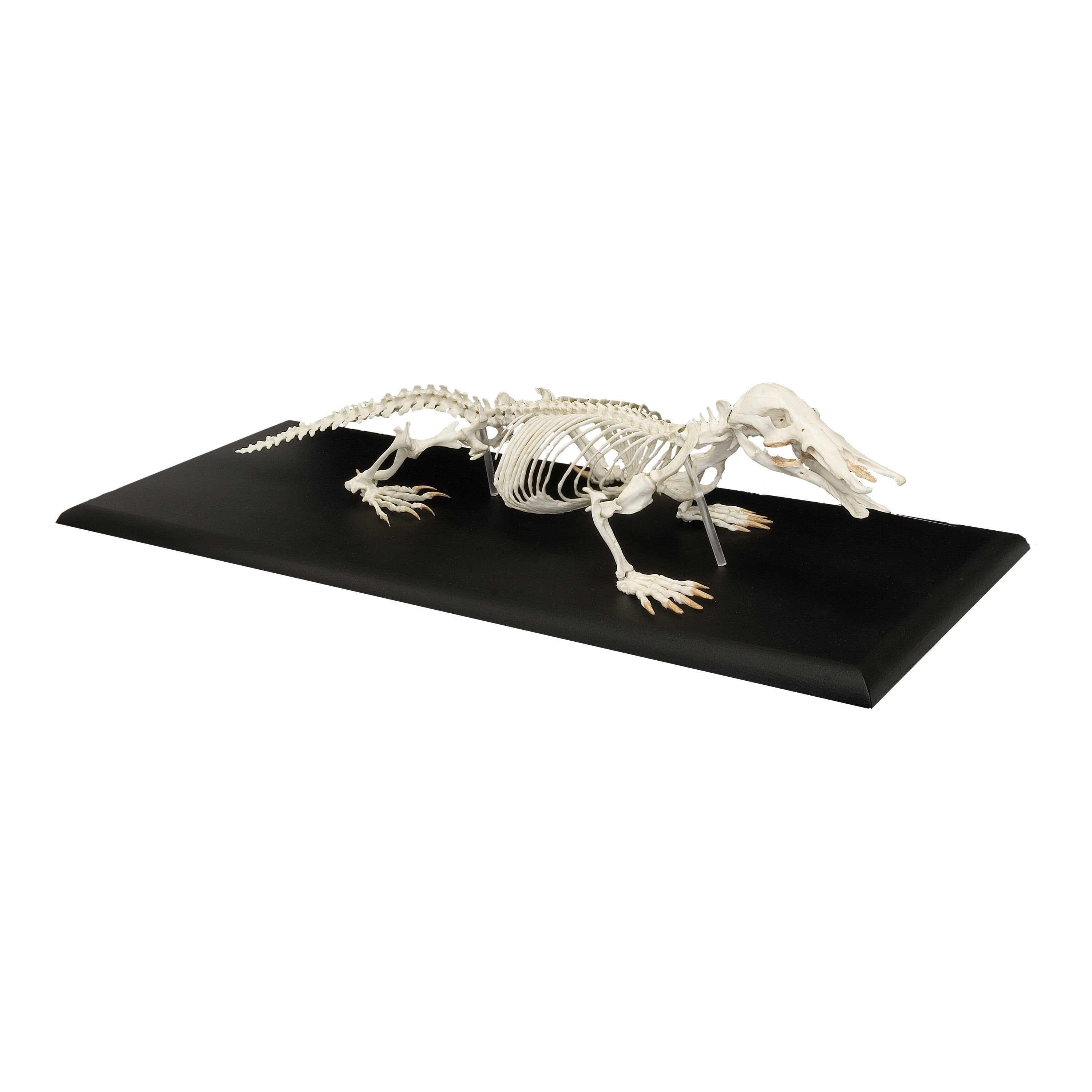 Platypus Skull