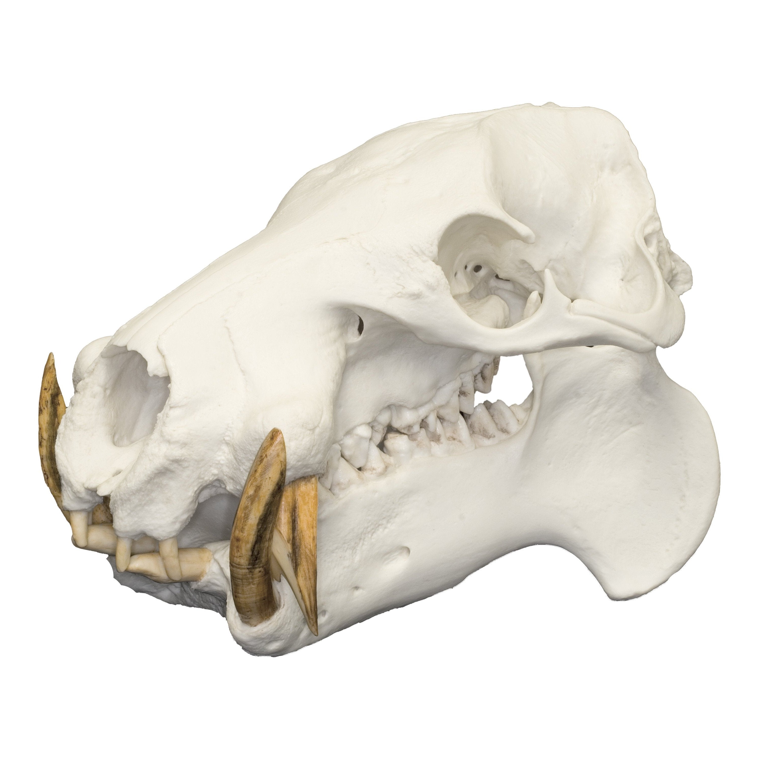 Hippo Skeleton