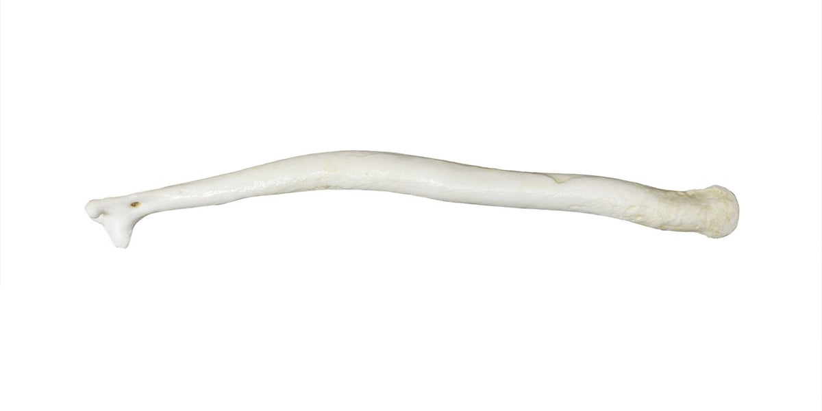 Replica Wolverine Baculum — Skulls Unlimited International, Inc.