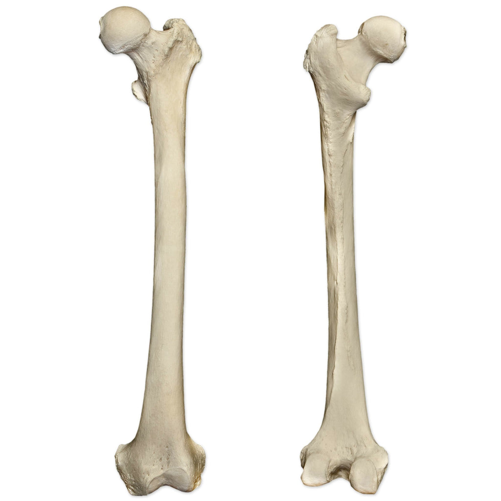 Deer Femur Bone Length