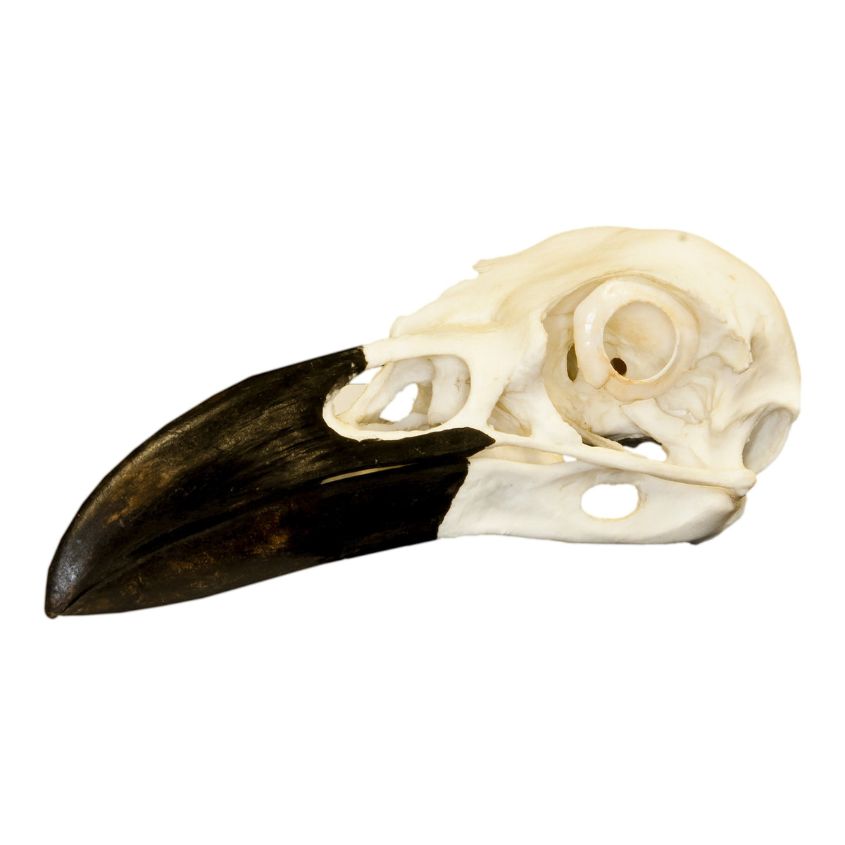 Replica Raven Skull — Skulls Unlimited International, Inc.