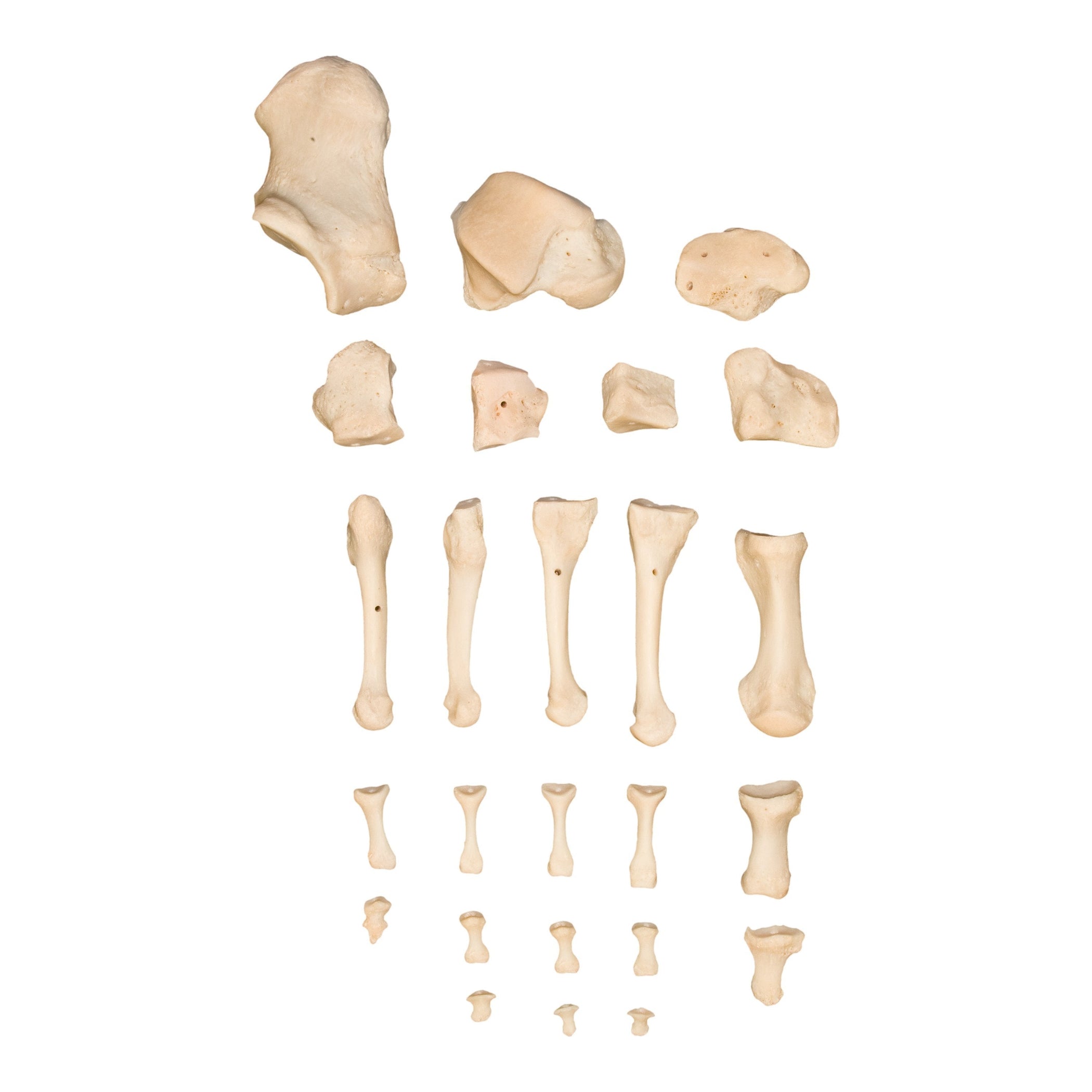 Real Human Foot For Sale — Skulls Unlimited International, Inc.