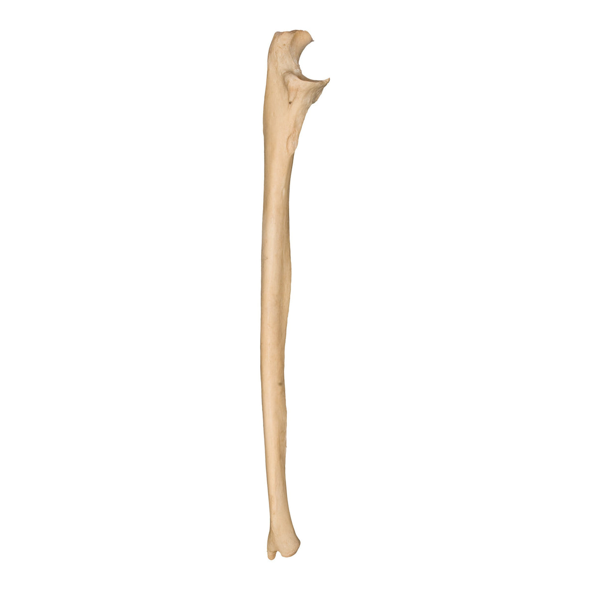 Real Human Ulna For Sale — Skulls Unlimited International, Inc.