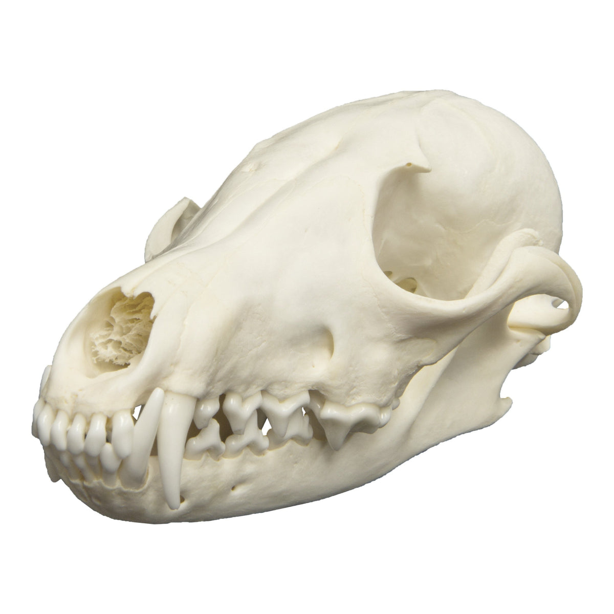 Real Red Fox Skull — Skulls Unlimited International, Inc.