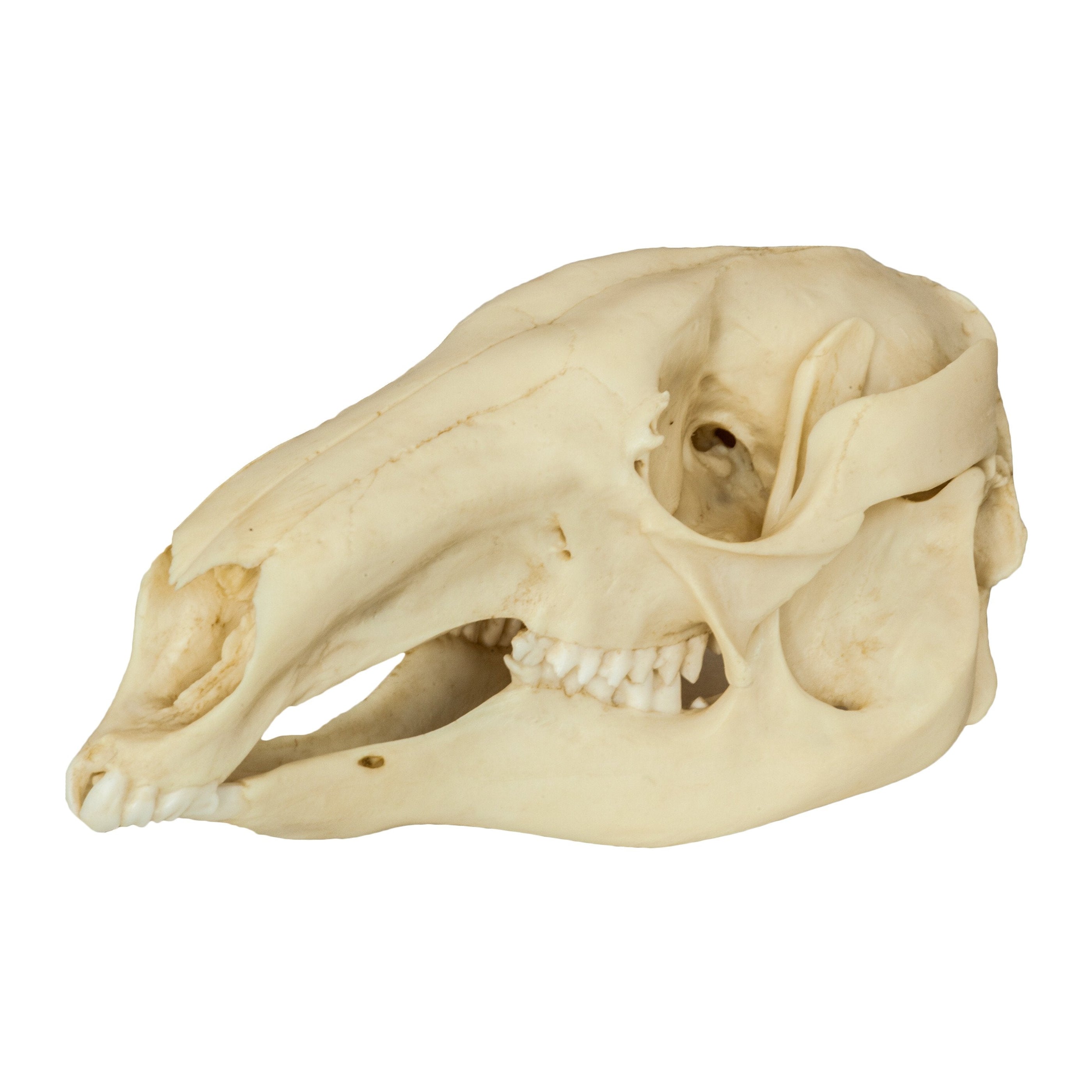 Replica Red Kangaroo Skull — Skulls Unlimited International, Inc.
