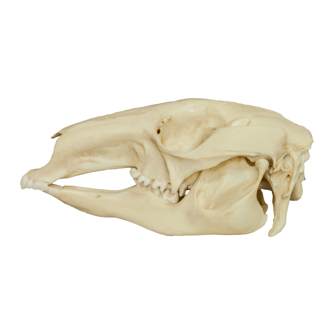 Replica Red Kangaroo Skull — Skulls Unlimited International, Inc.