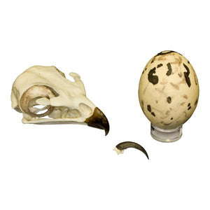 Replica Red-tailed Hawk Skull — Skulls Unlimited International, Inc.