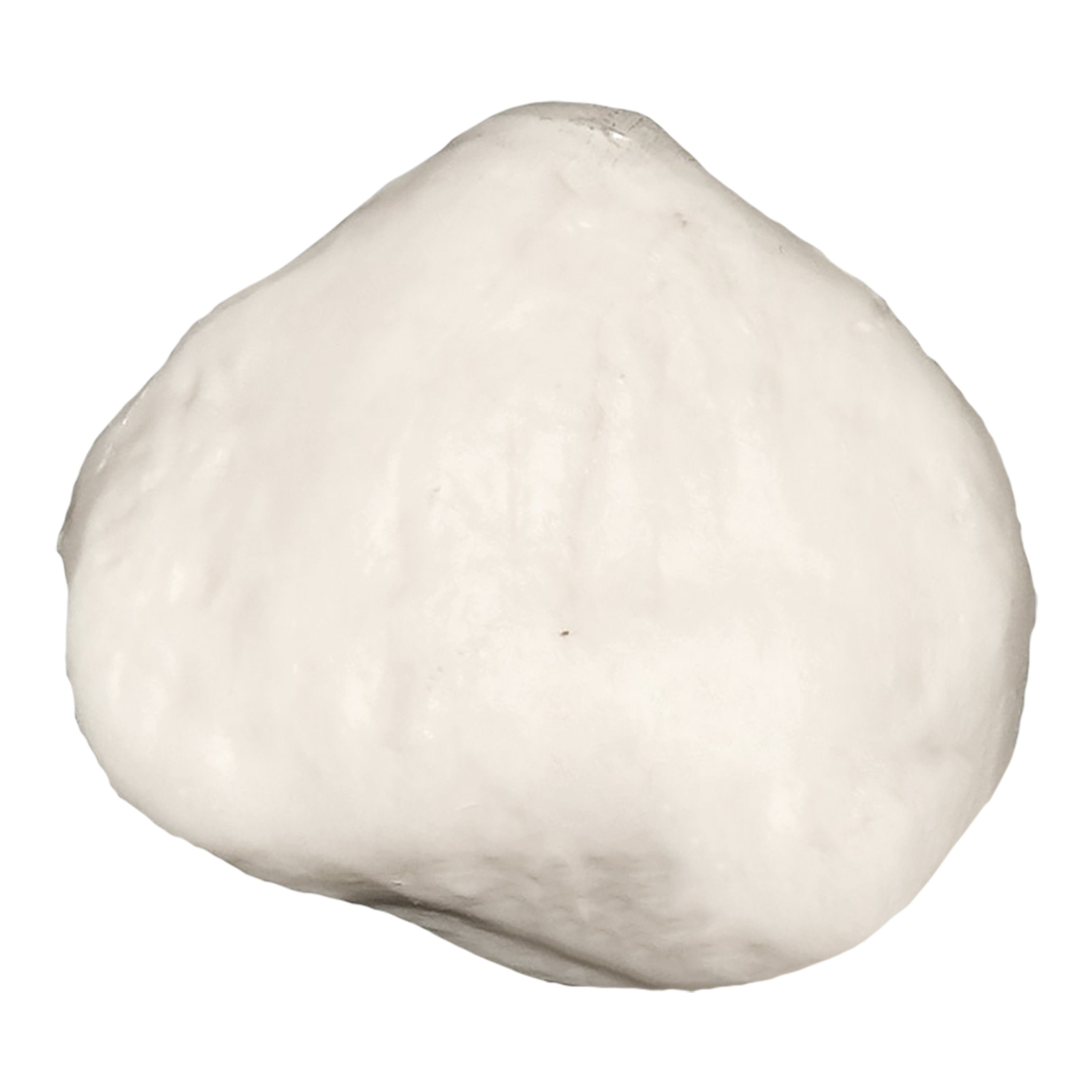 Patella Sp