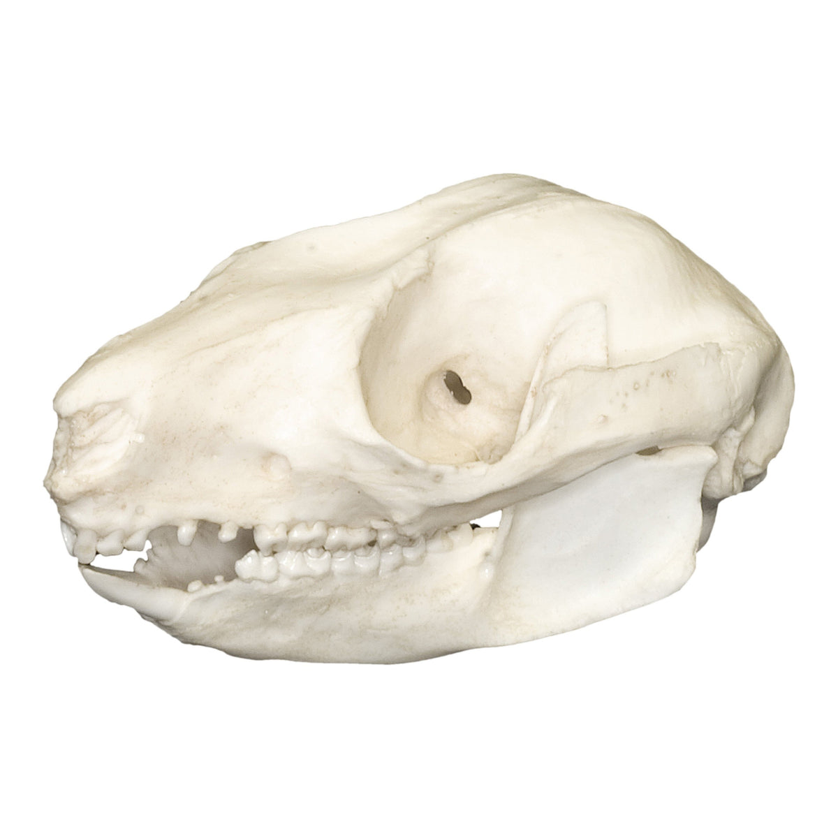 Replica Ring-tailed Possum Skull For Sale — Skulls Unlimited ...