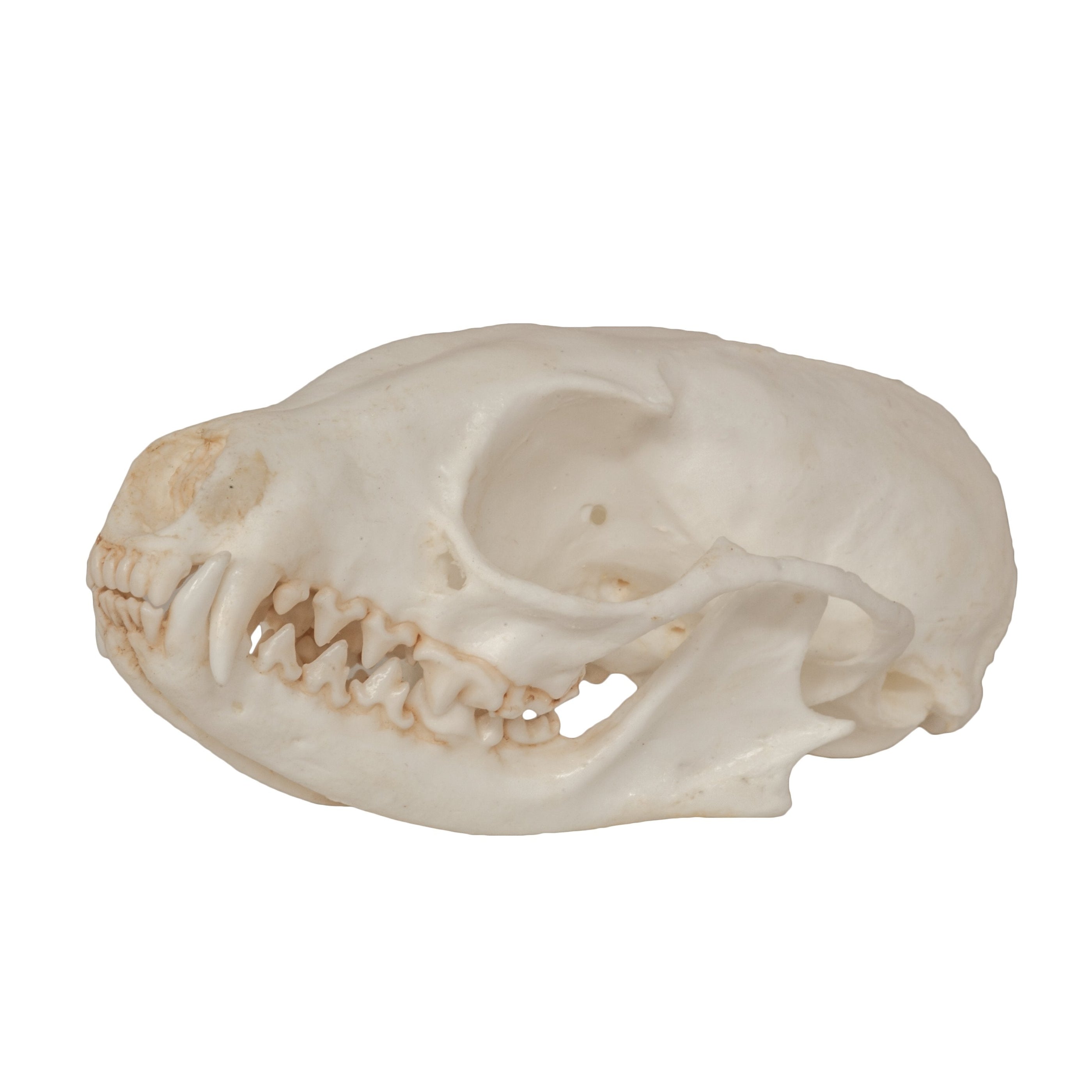 Replica Ringtail Skull — Skulls Unlimited International, Inc.
