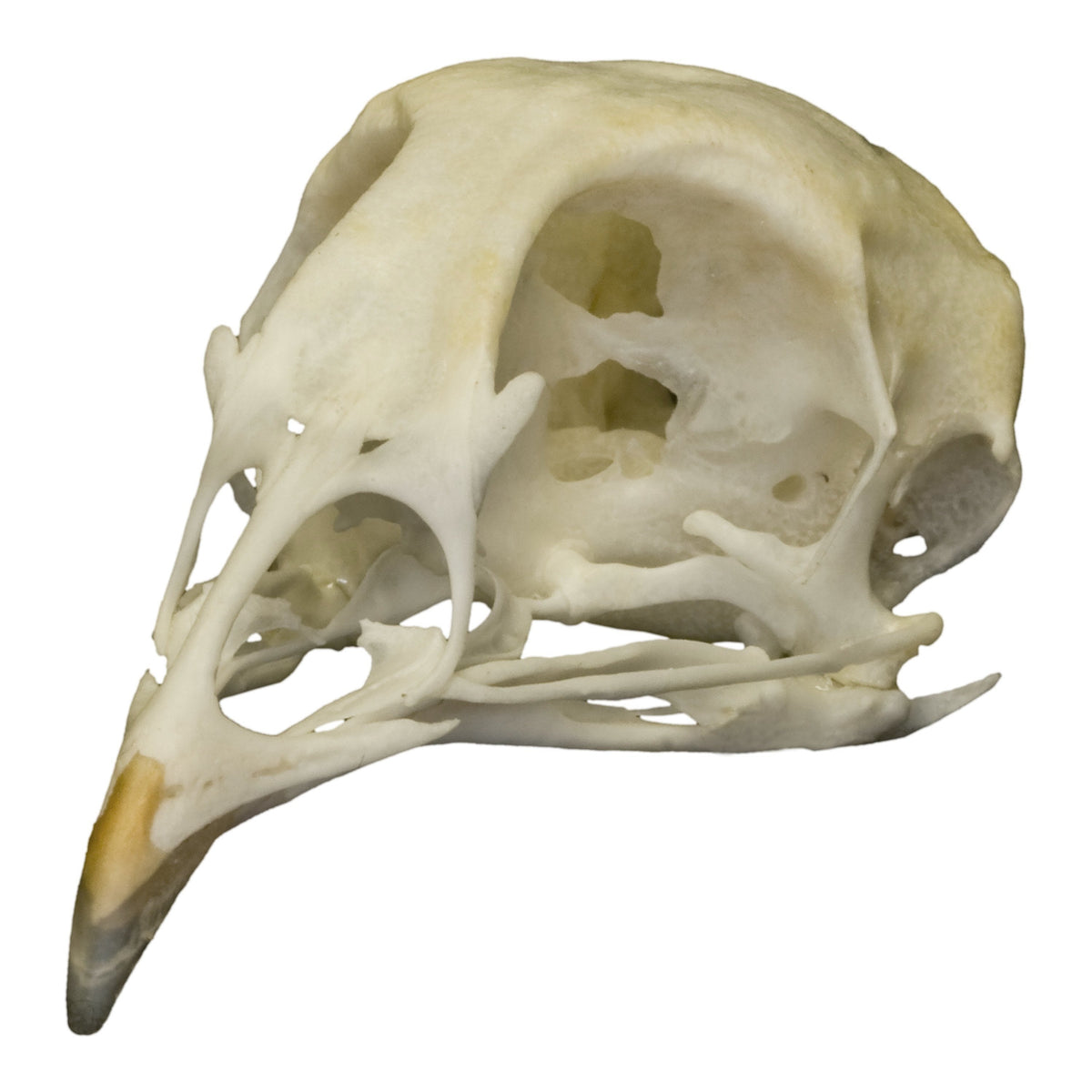 Real Quail Skull For Sale — Skulls Unlimited International, Inc.