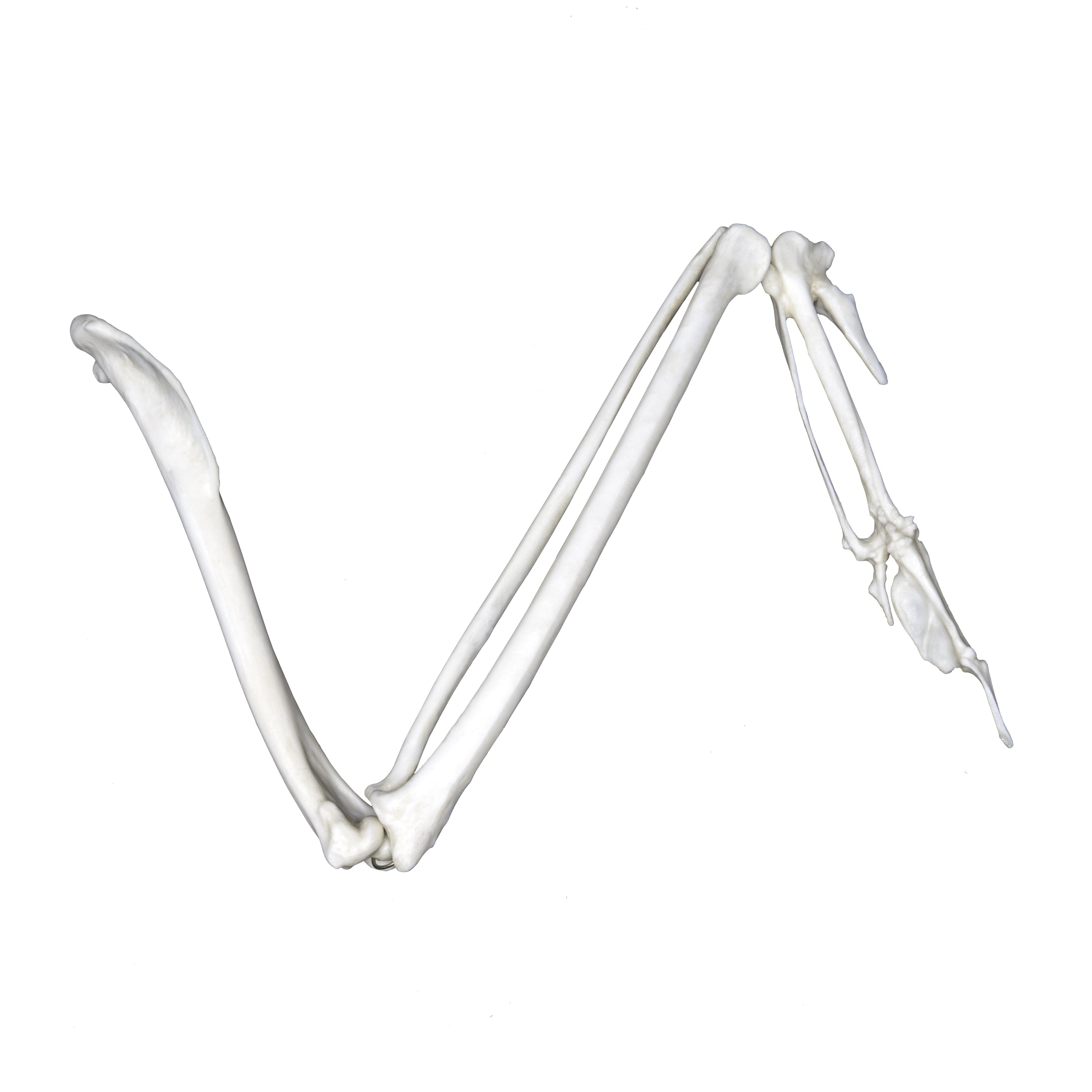 Eagle Skeleton Drawing