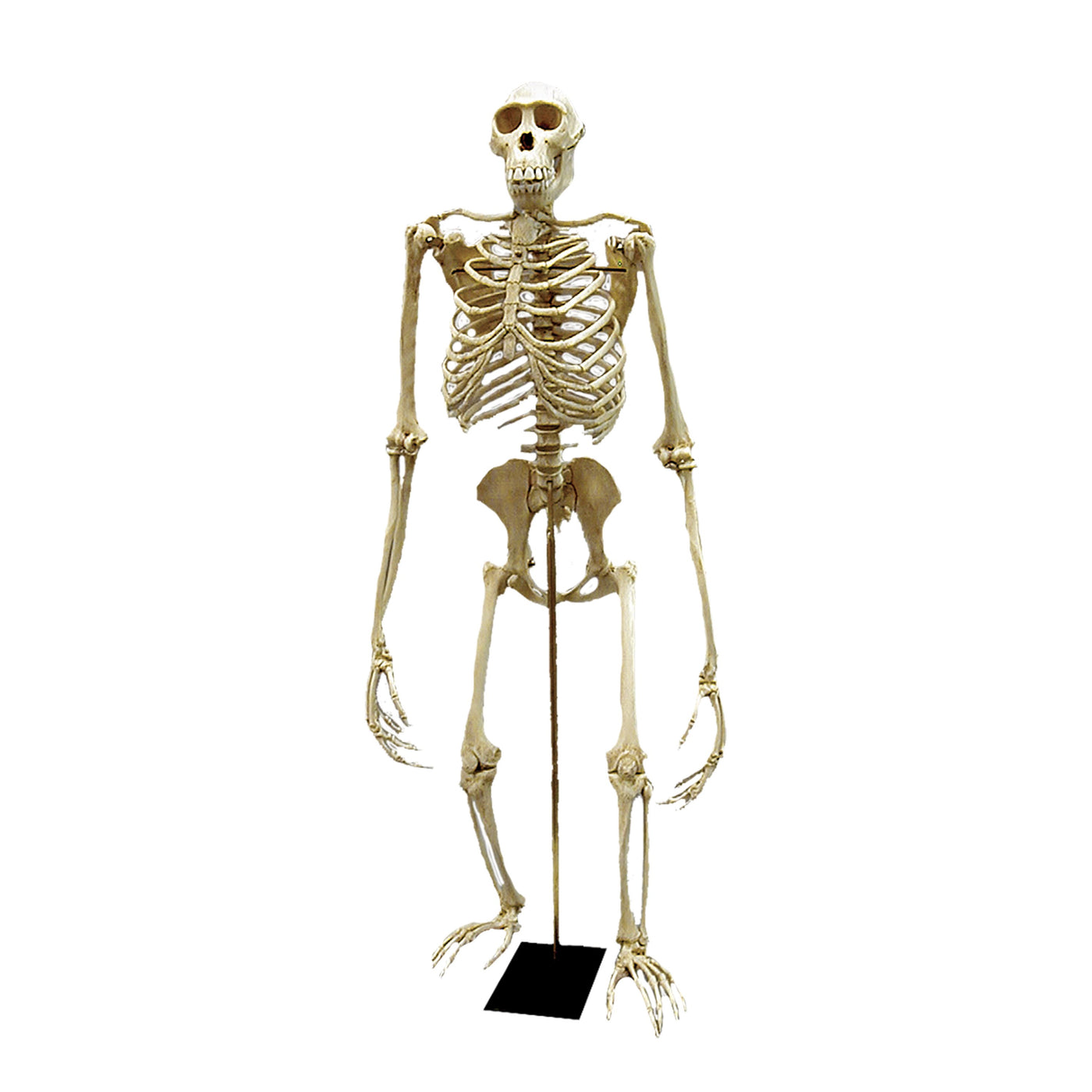 Replica Bonobo Skeleton For Sale — Skulls Unlimited International, Inc.