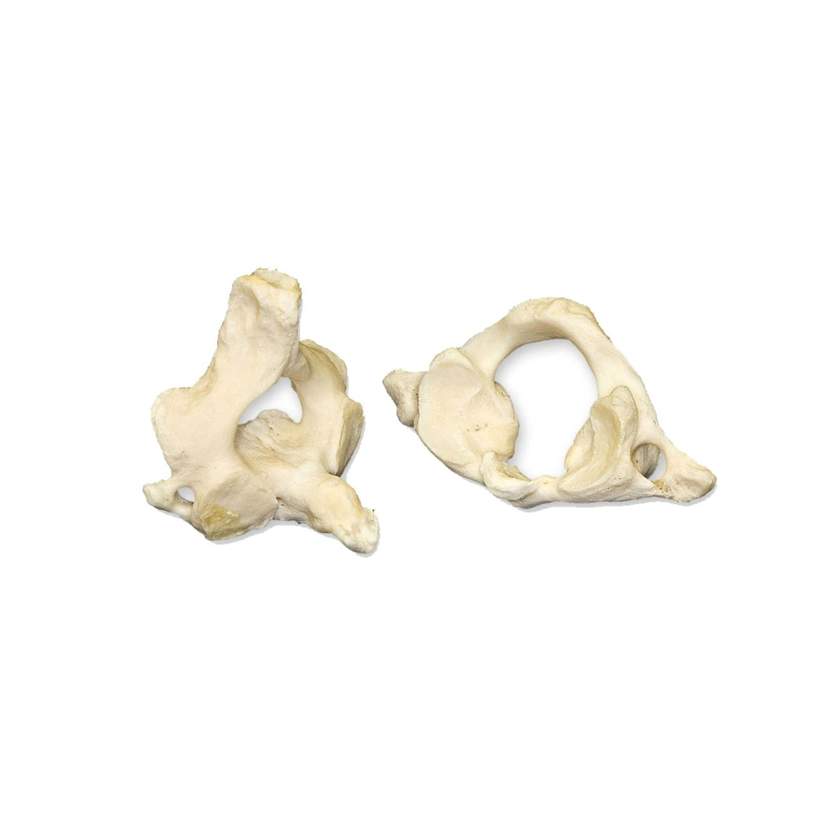 Real Atlas and Axis Set For Sale — Skulls Unlimited International, Inc.