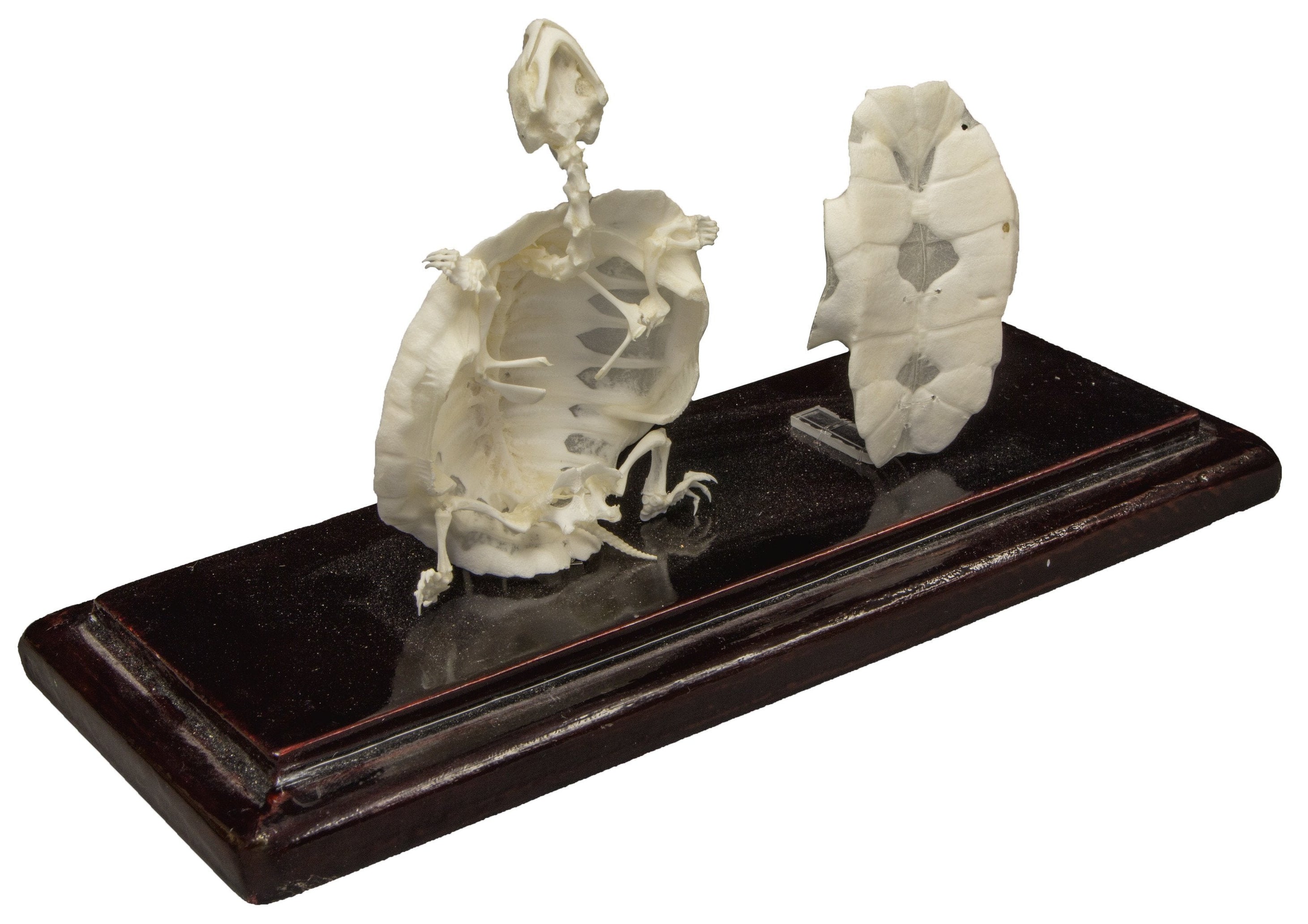Real Turtle Economy Skeleton Without Scutes For Sale — Skulls Unlimited ...