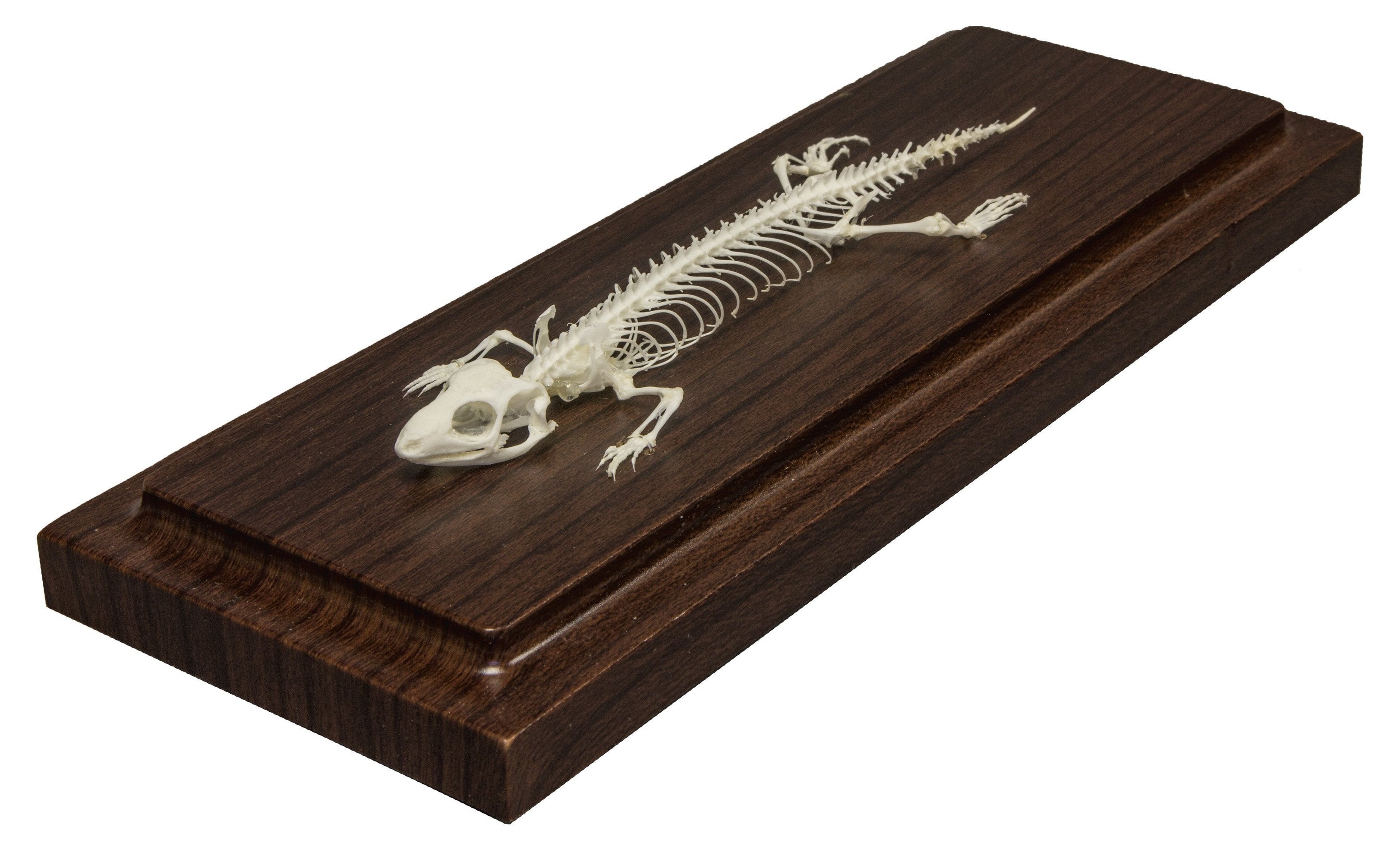 Real Lizard Economy Skeleton For Sale — Skulls Unlimited International ...
