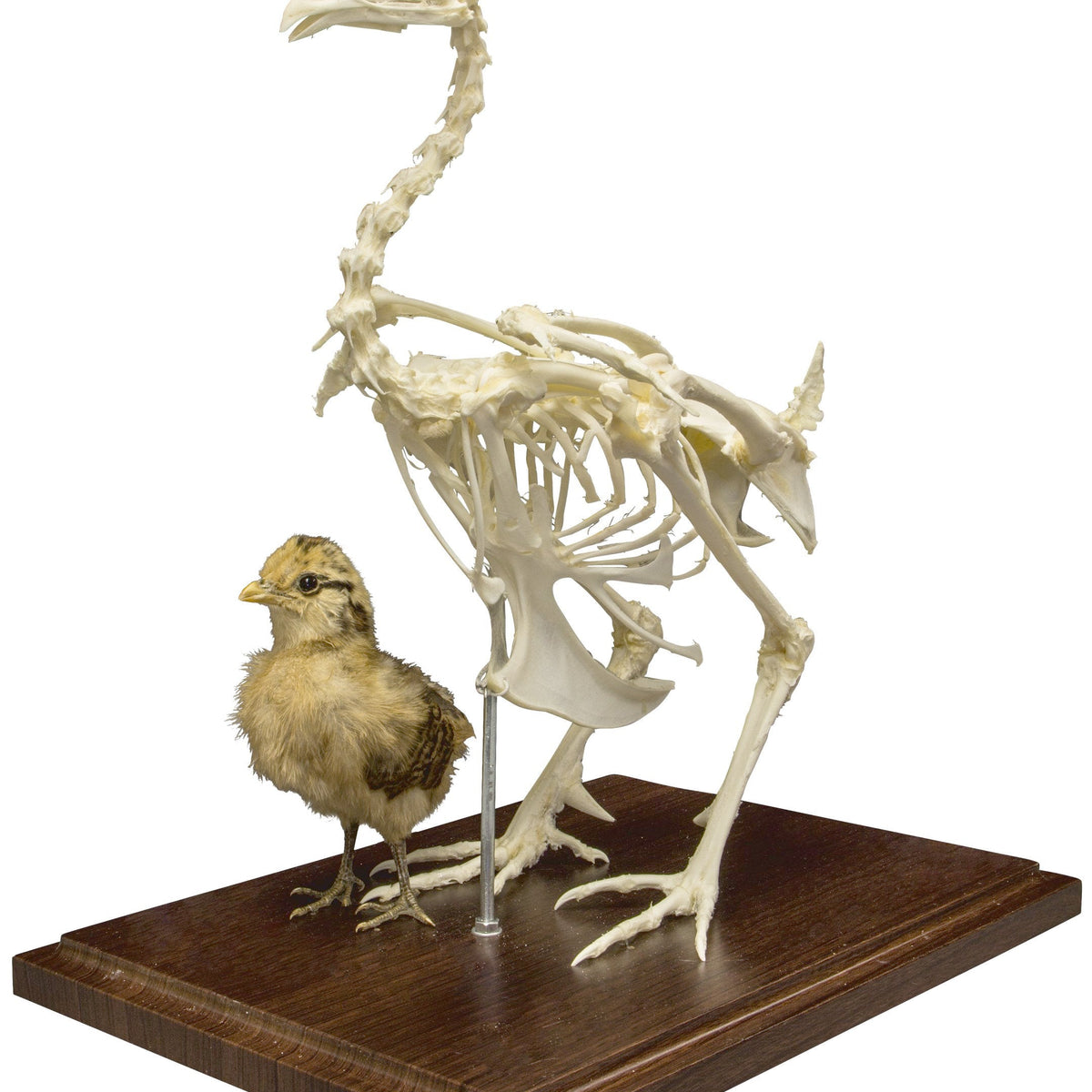 chicken skeleton