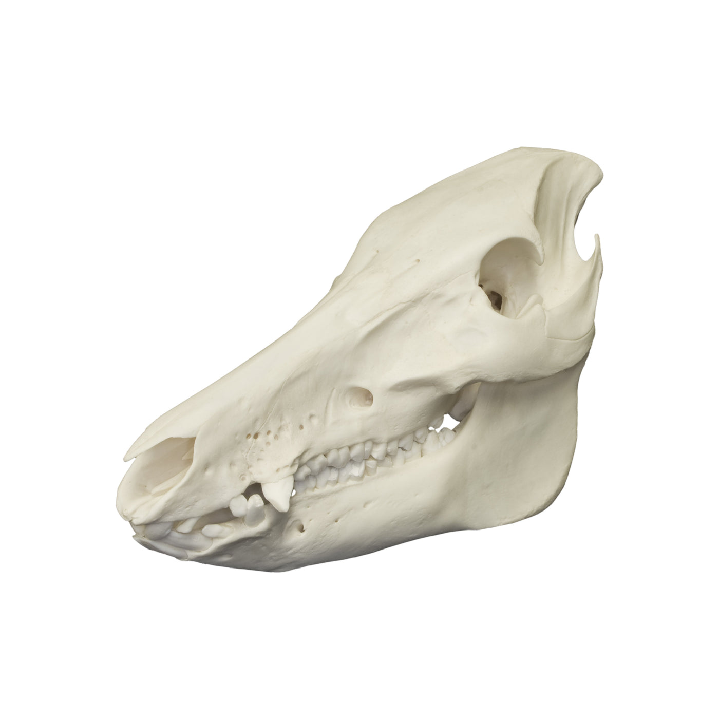 Real Domestic Pig / Wild Boar Skull For Sale — Skulls Unlimited ...