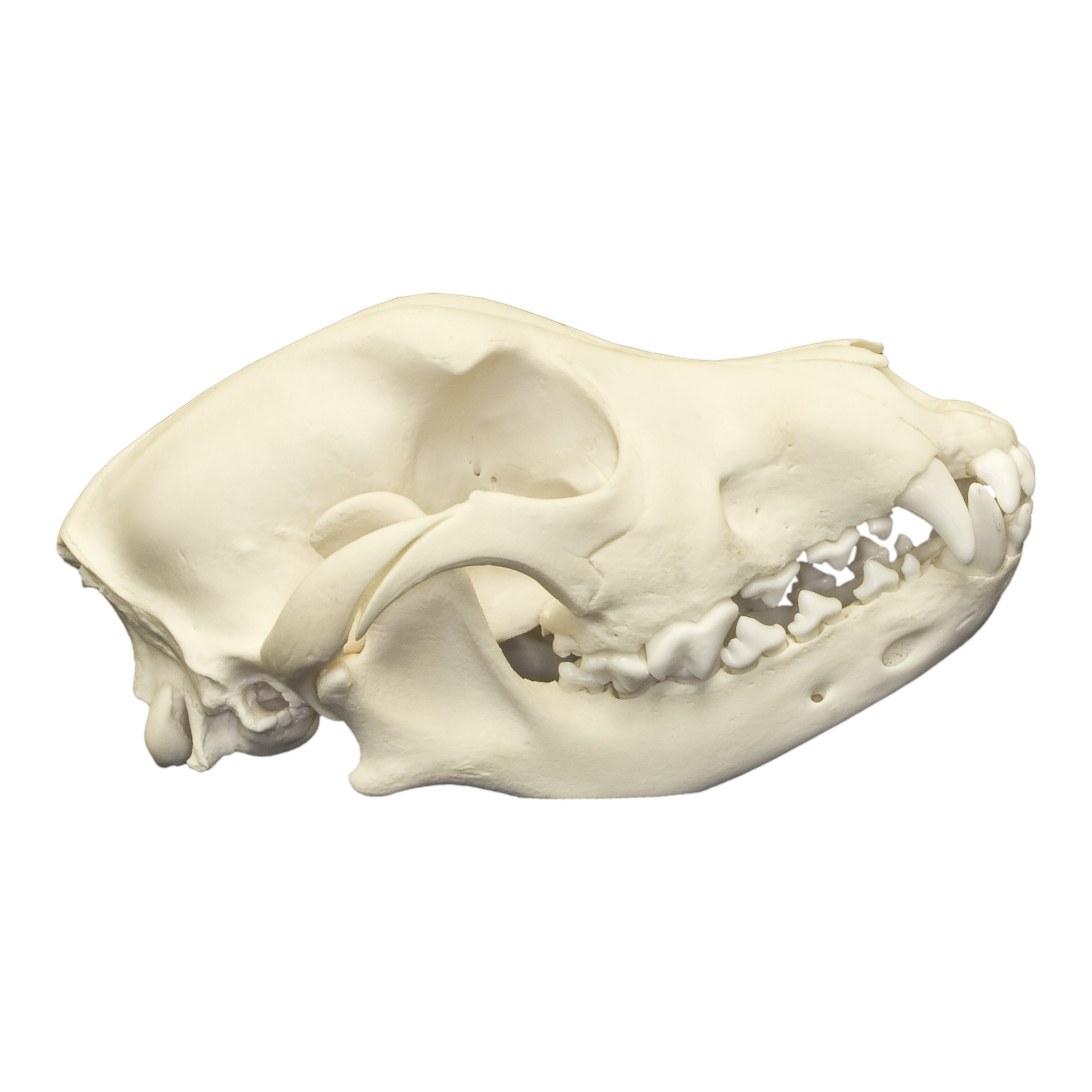 Dog Mandible Anatomy
